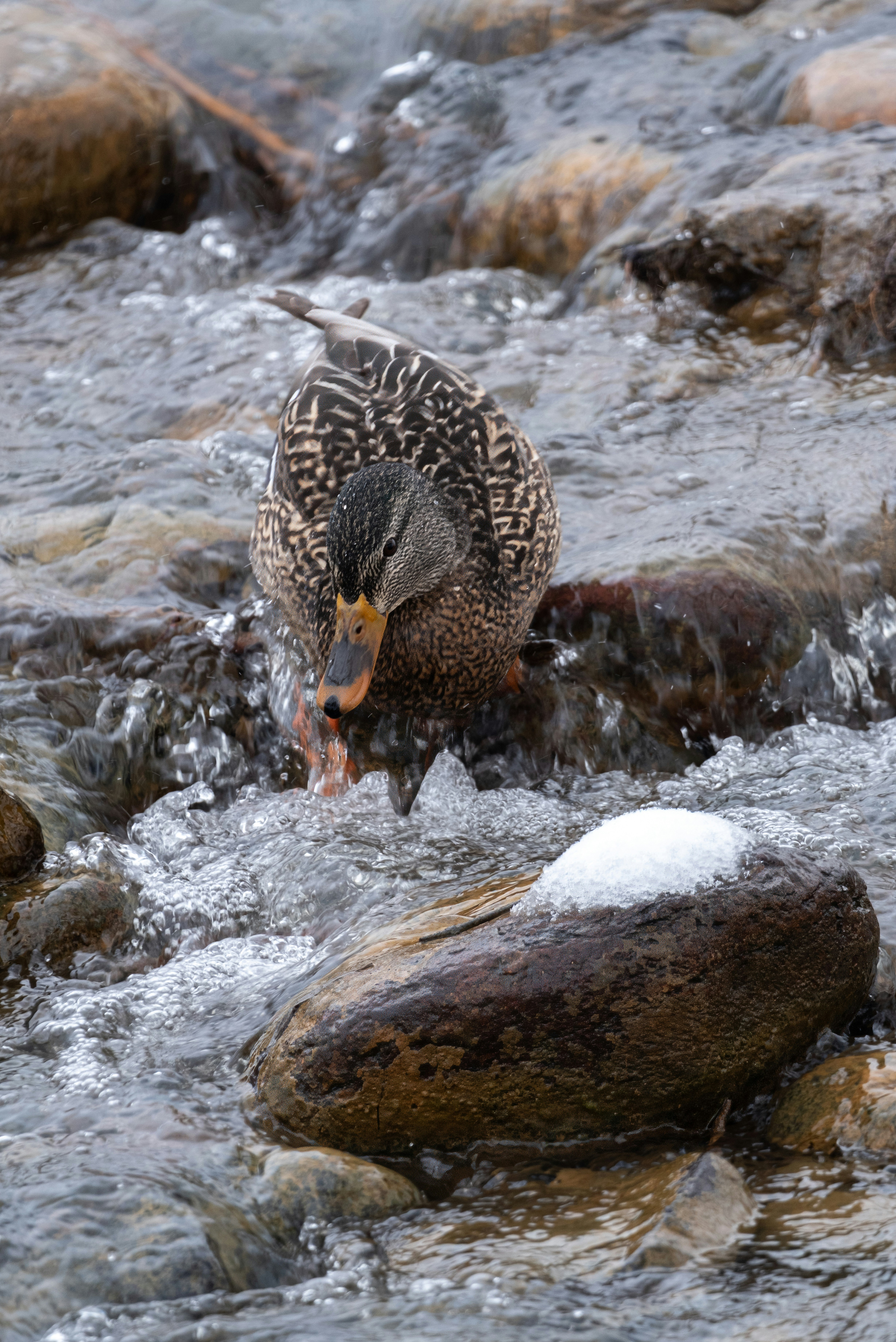 Riverine Dab: A Mallard Navigates Slippery Stones