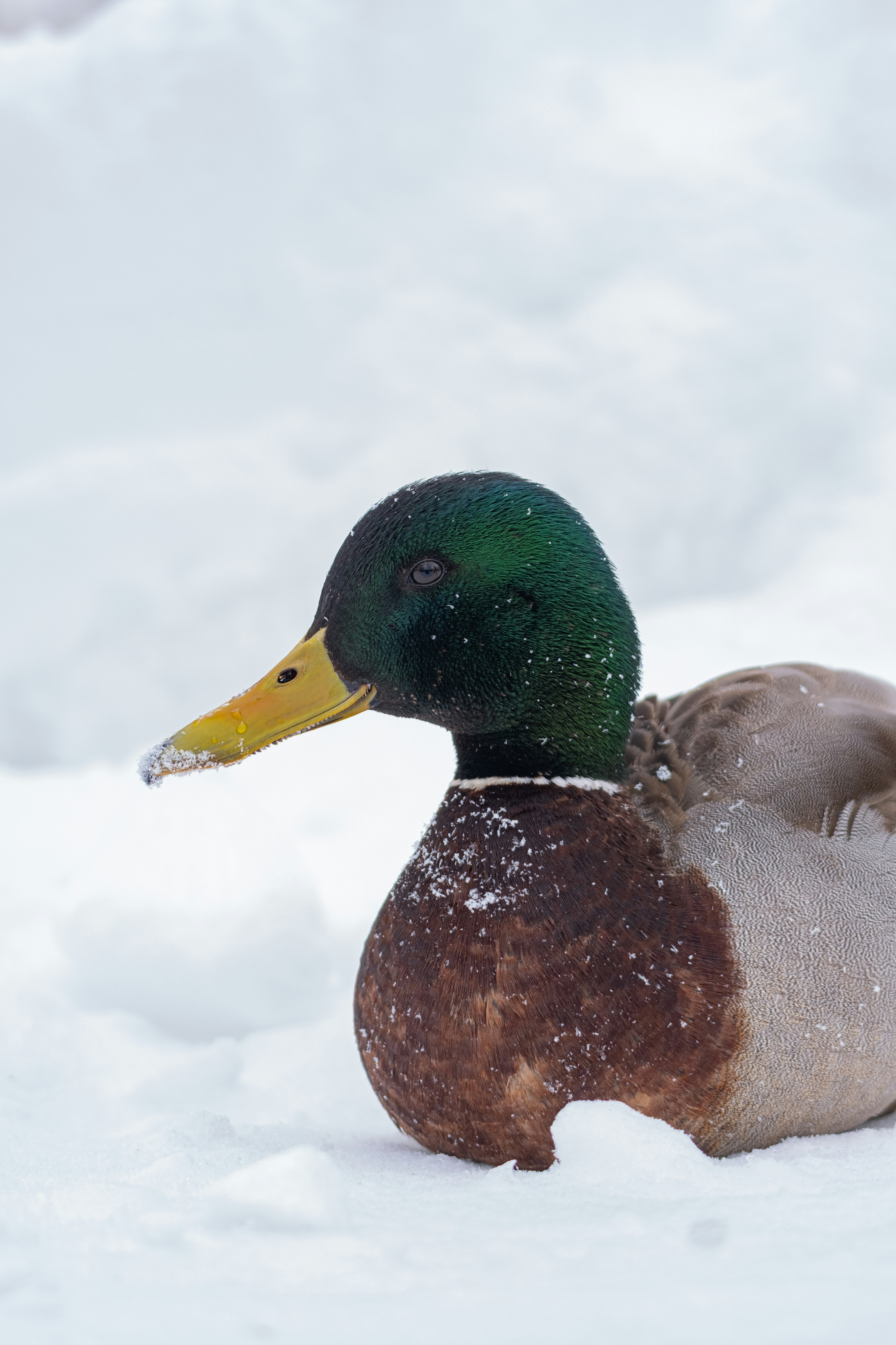 Emerald-Head Mallard Pauses in Snow: A Quiet Winter Portrait