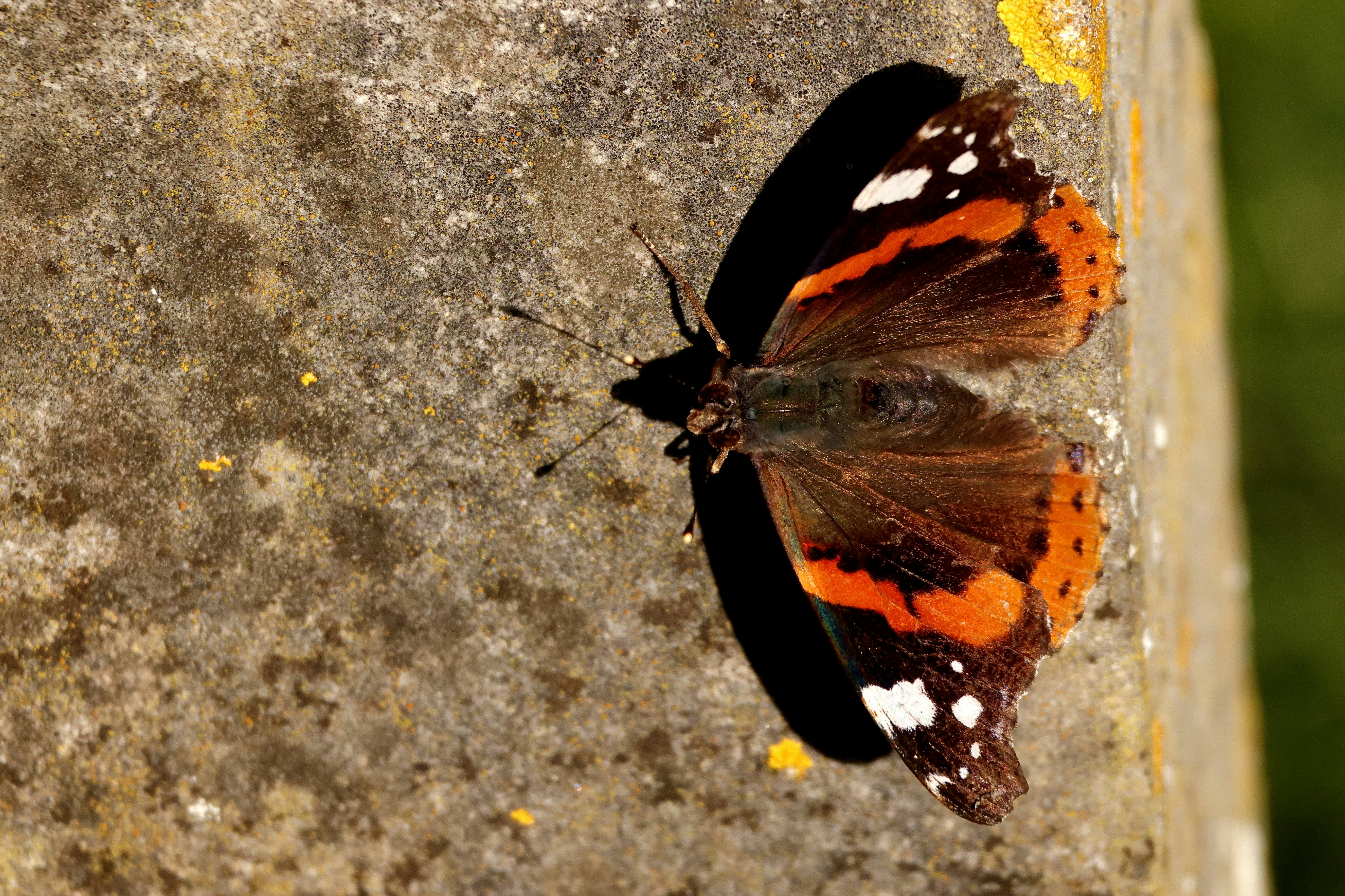 Butterfly with vivid orange and black wings resting on textured stone surface.