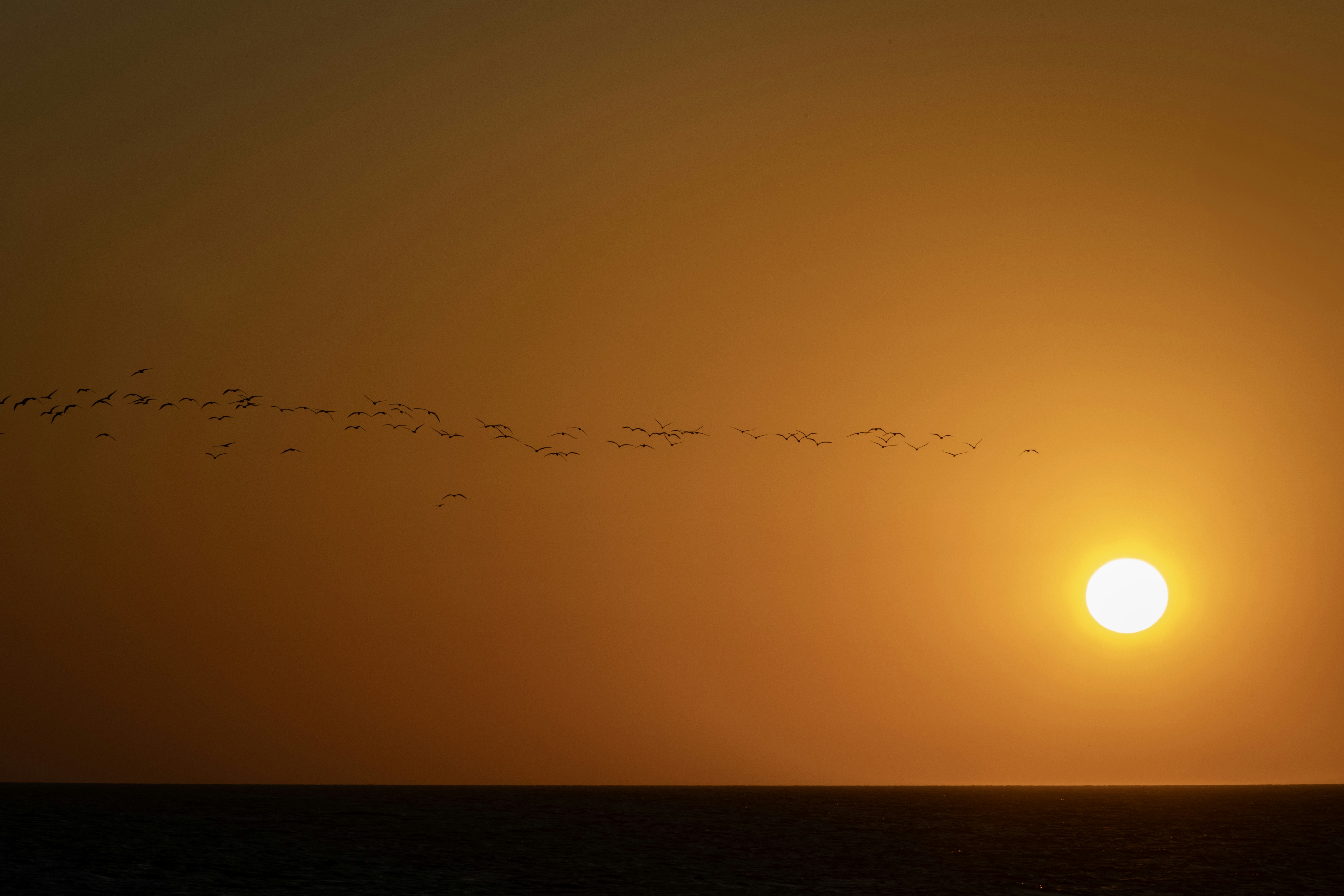 Silhouettes of birds flying across a vibrant orange sunset over the sea.