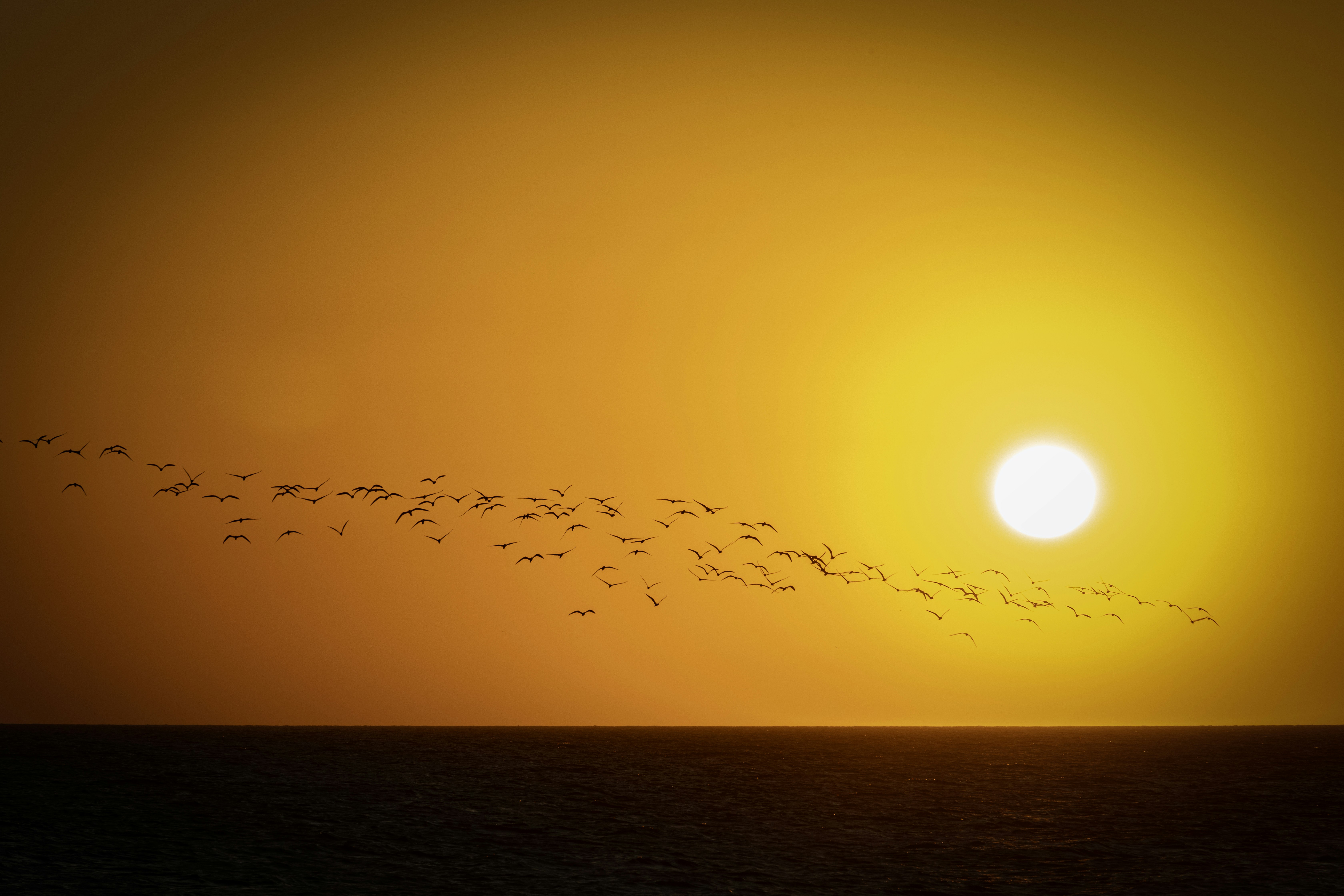 Flock of birds silhouetted against a vibrant orange sunset over the ocean.