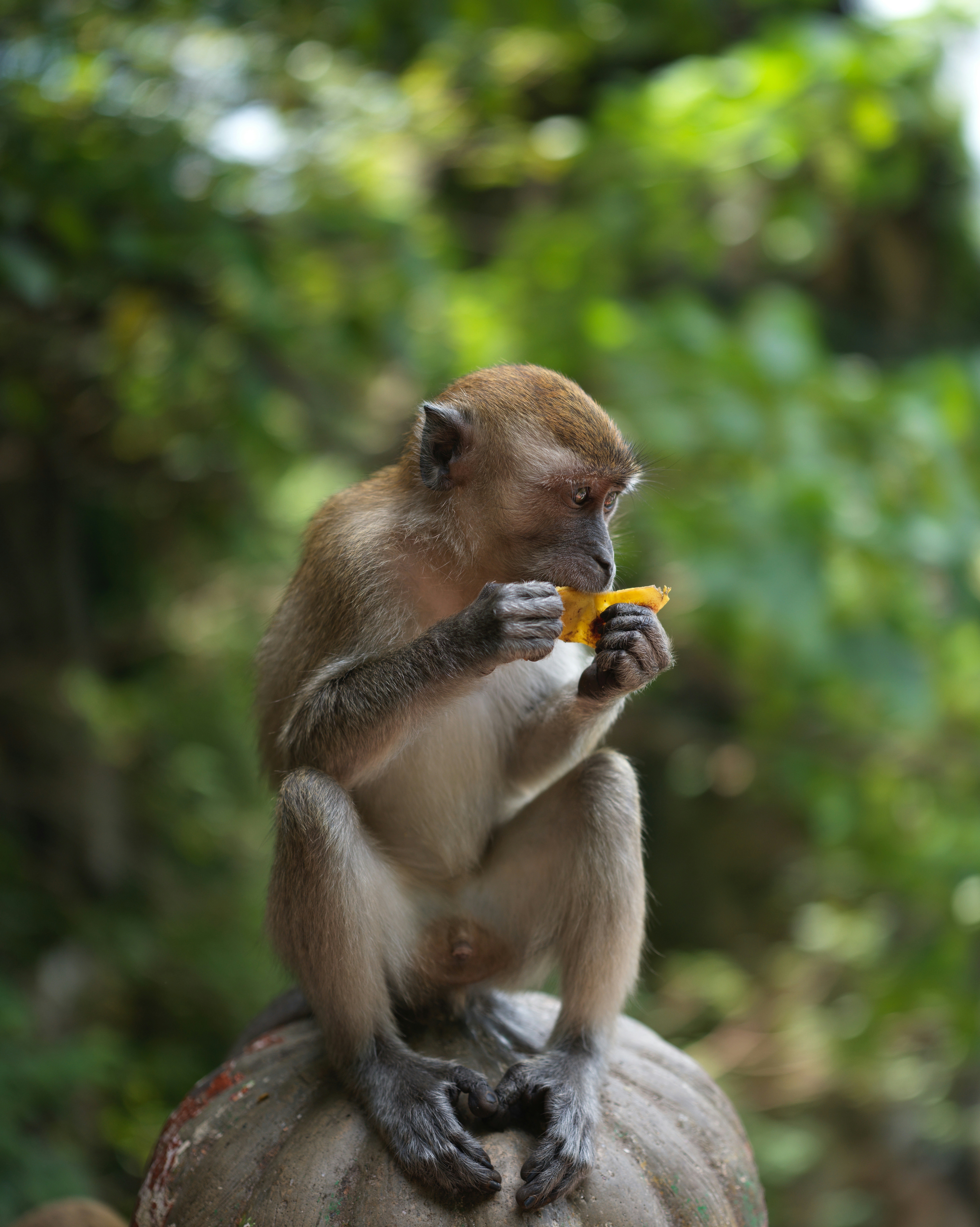 A Curious Macaque on a Mossy Stone Orb Nibbles a Citrus Sliver