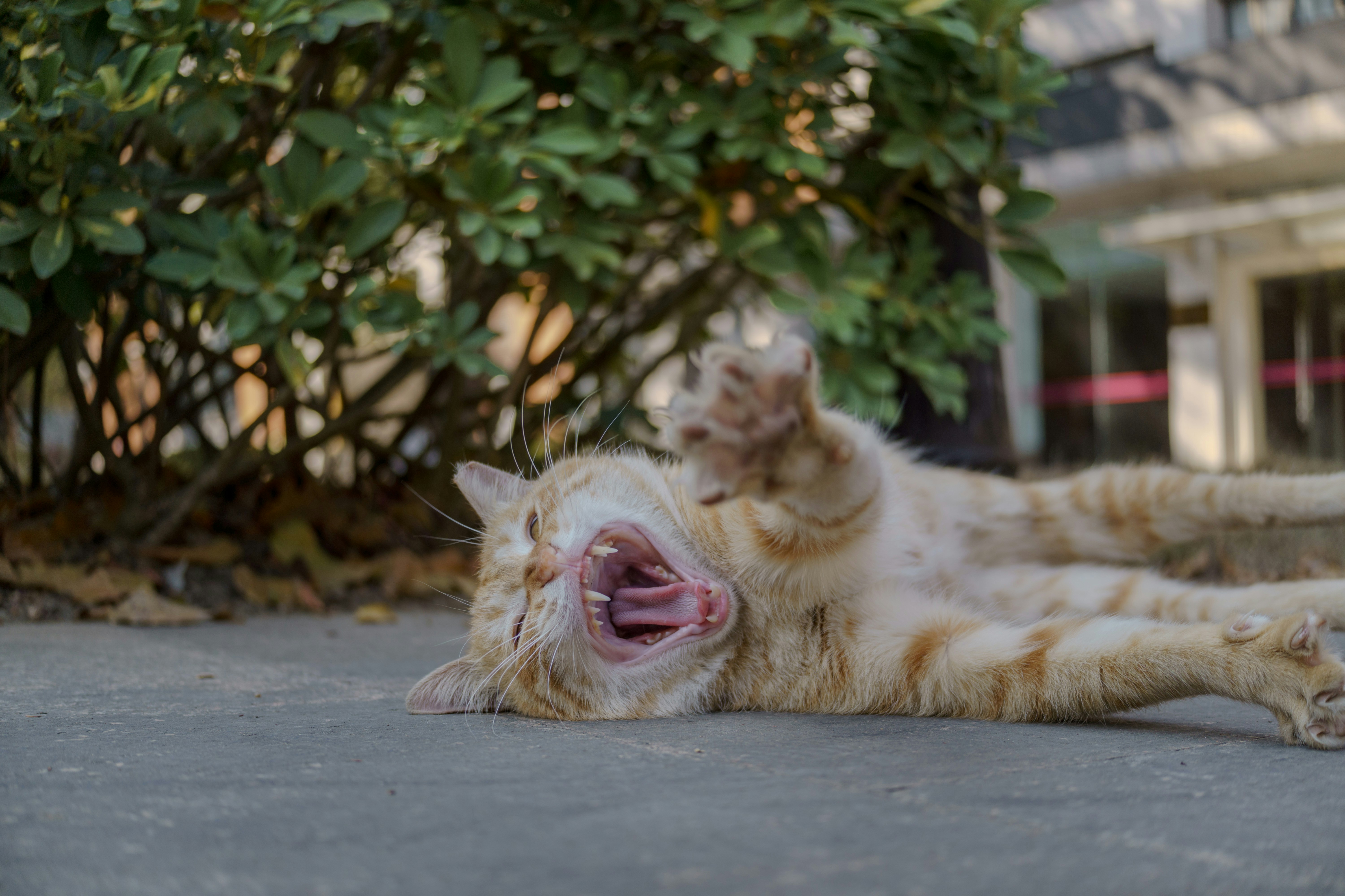 Ginger Cat's Mid-Yawn by a Green Hedge on Sun-Warmed Concrete
