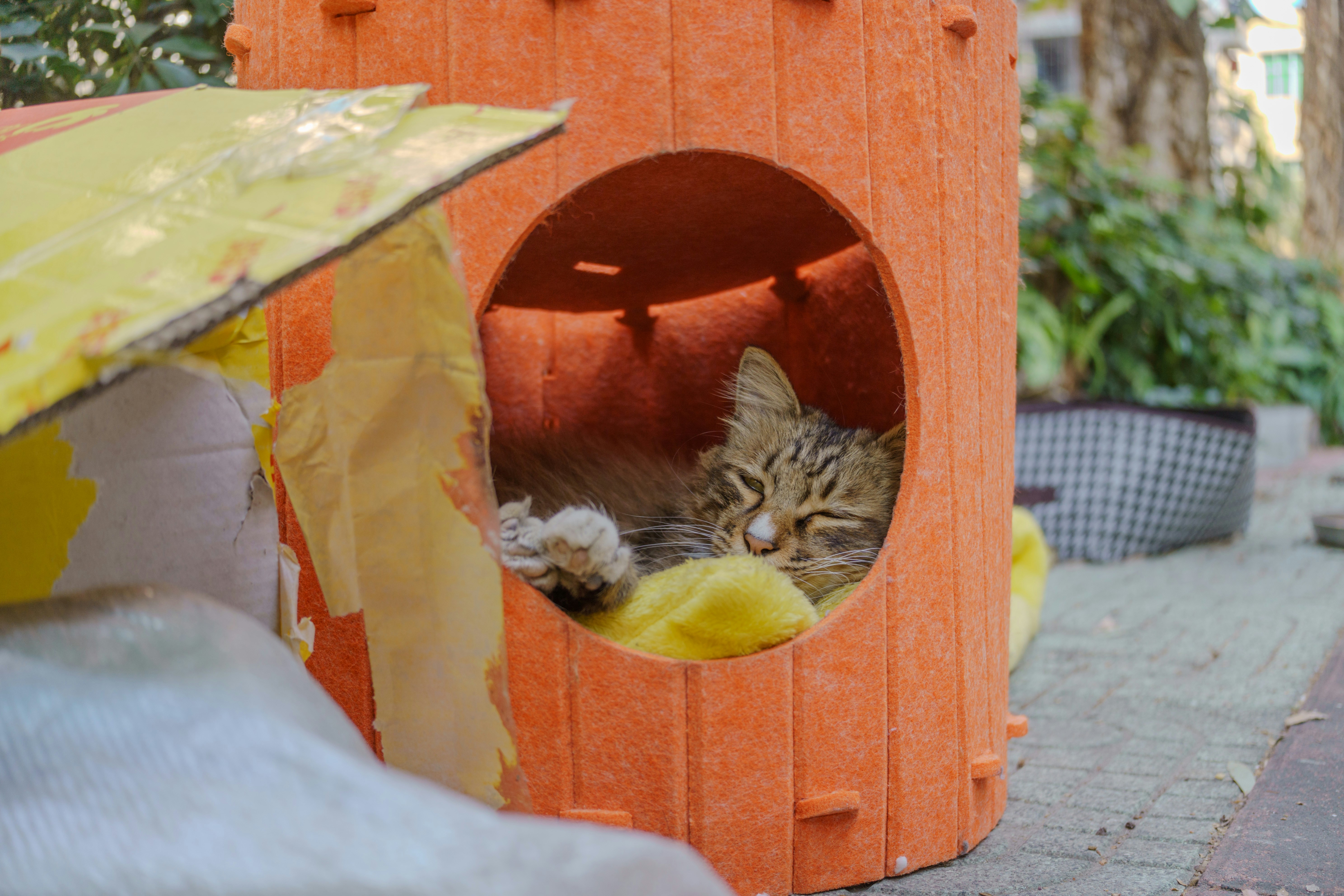 Sunlit Orange Hideaway: A Cat's Quiet Rest on a City Sidewalk