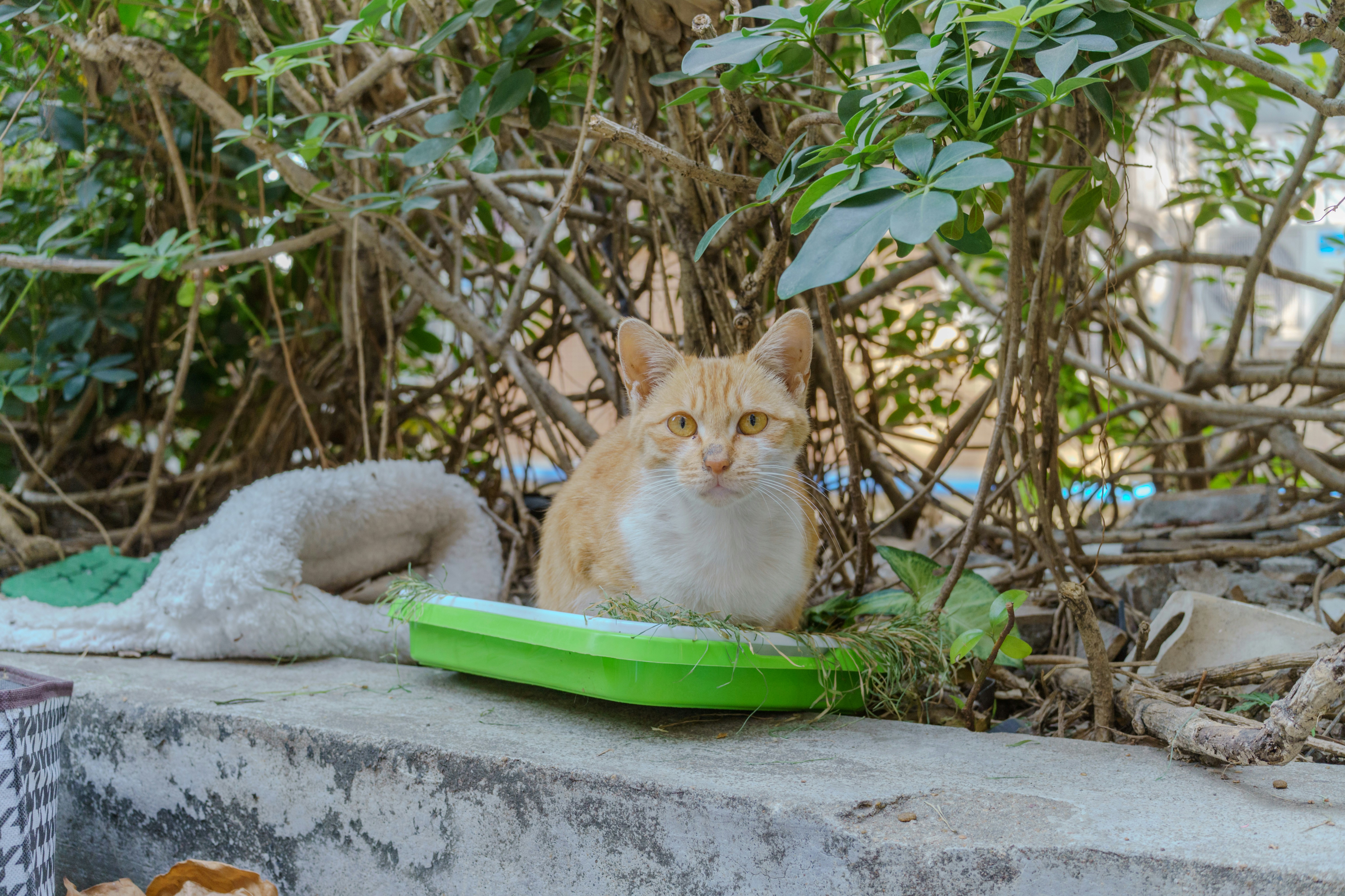 Ginger Cat on a Concrete Sill with a Bright Green Dish Amid Backyard Foliage