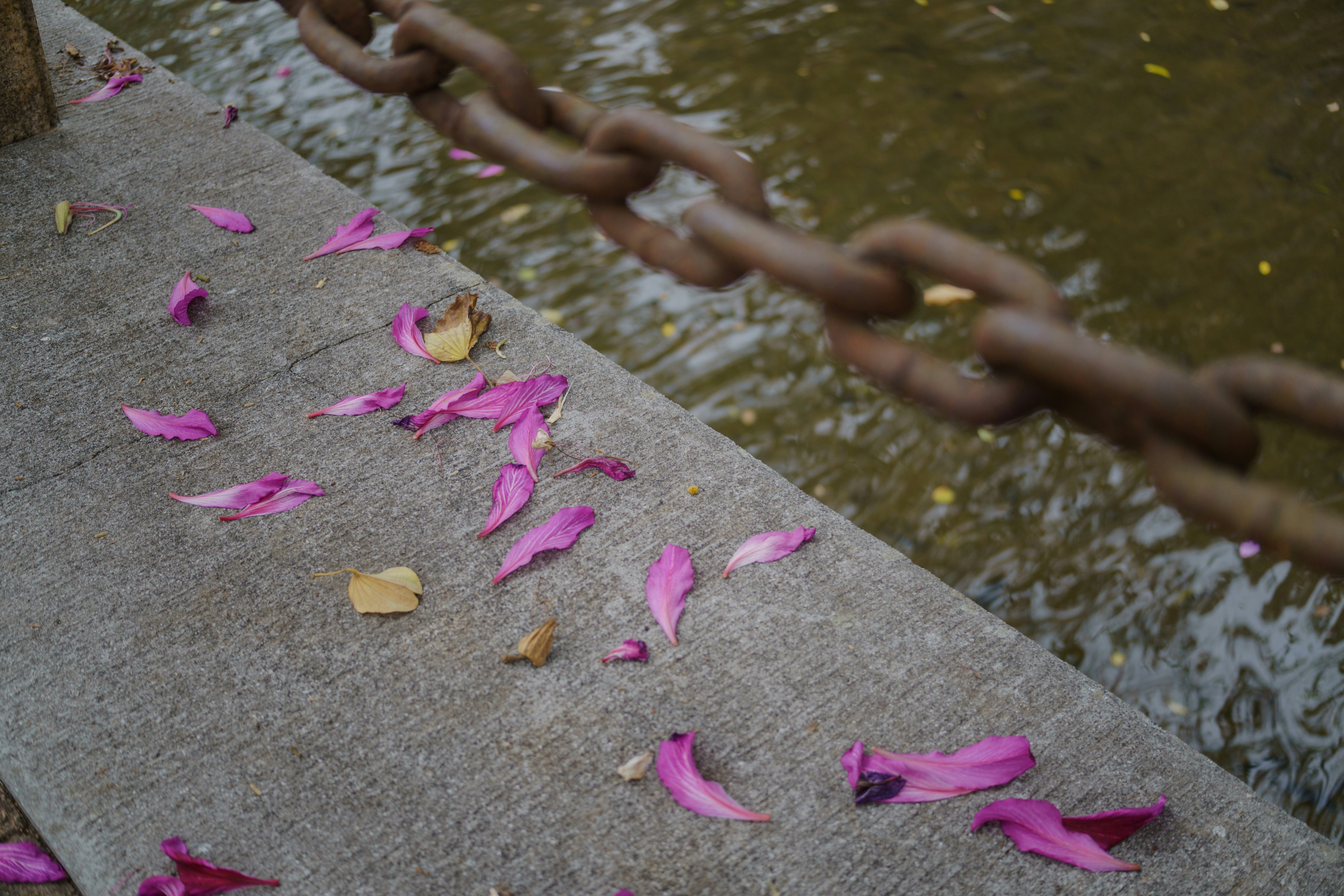 Petals Drift Along a Riverside Concrete Edge