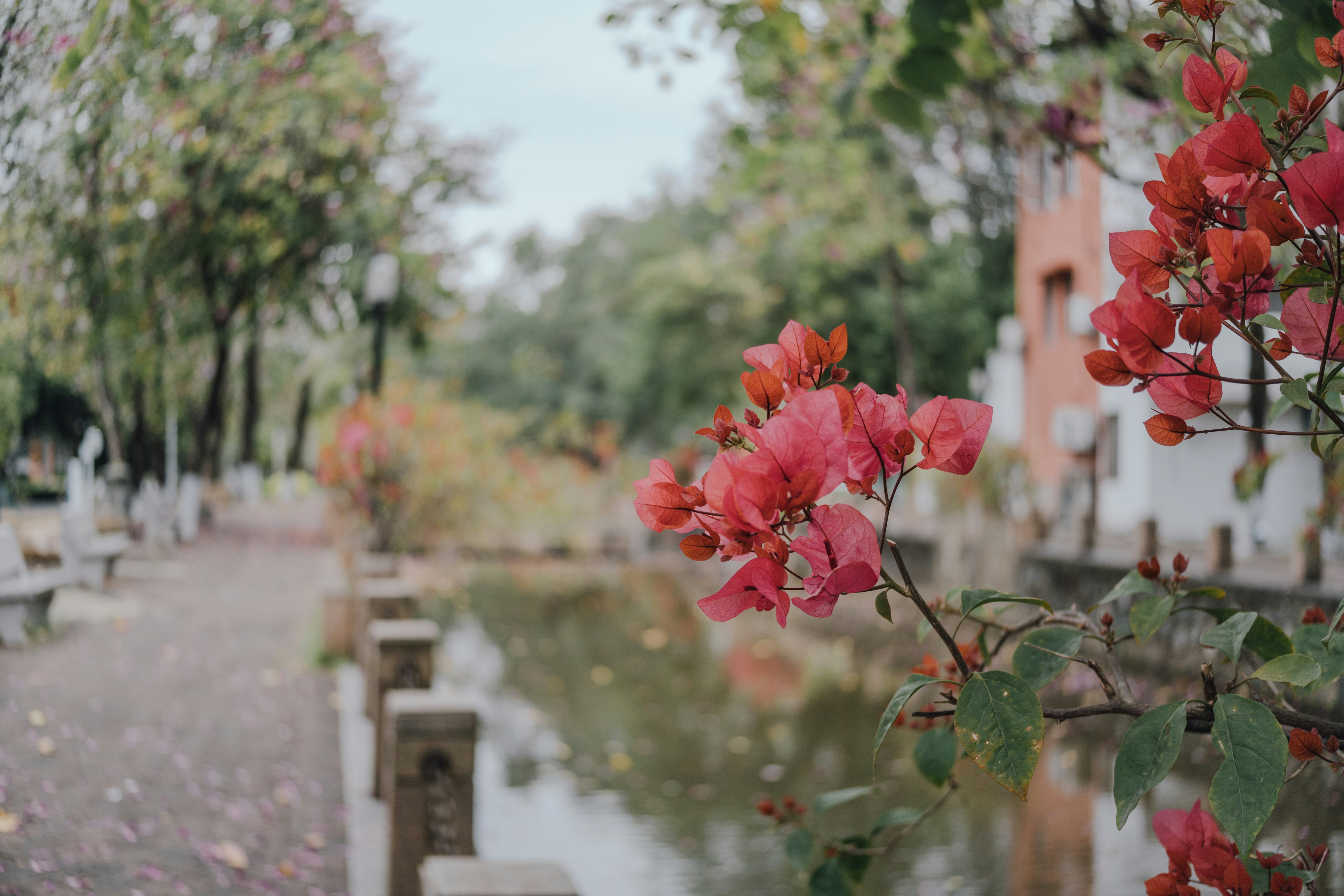 Bougainvillea by the Waterside