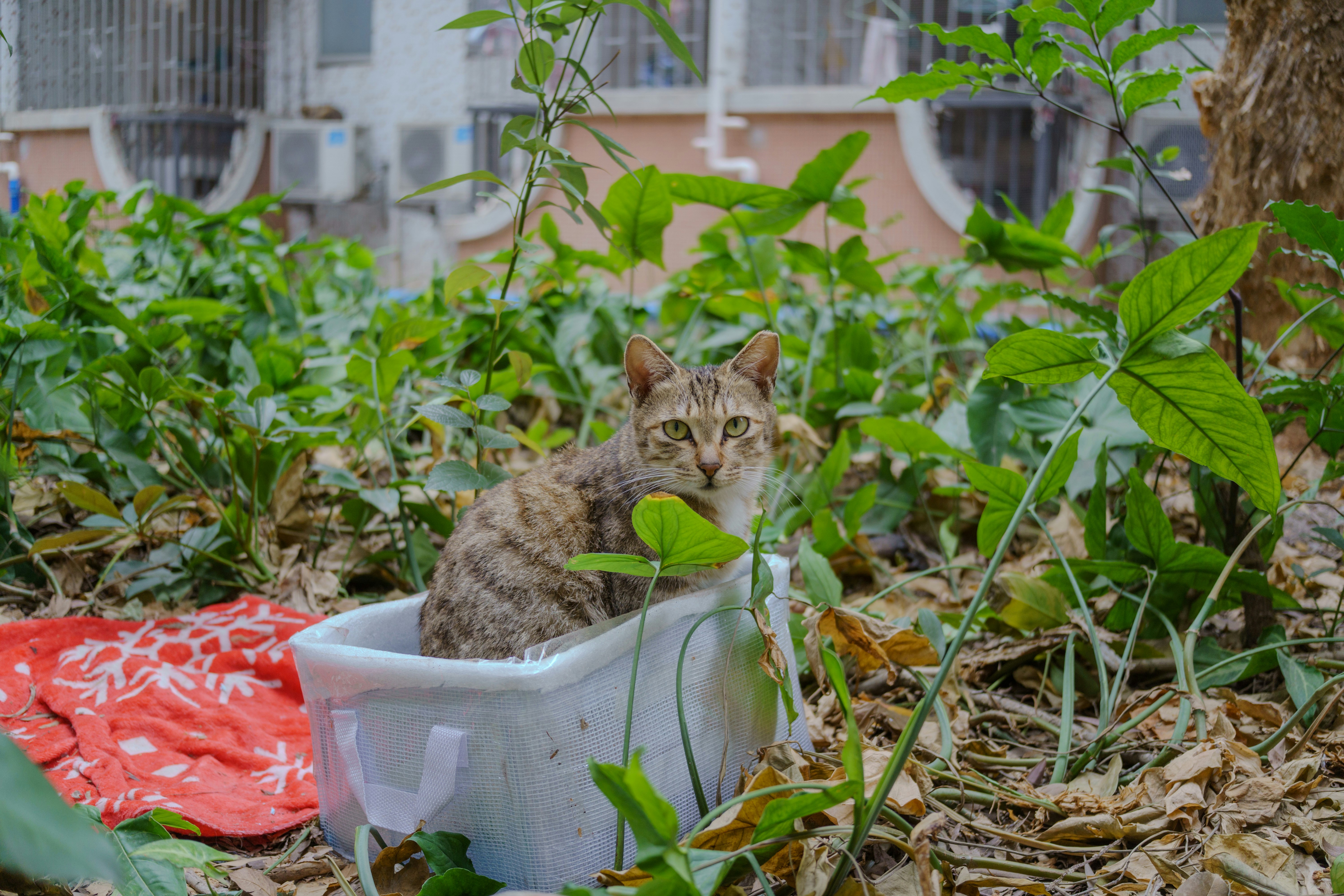 Garden Sentinel: A Cat's Watchful Rest