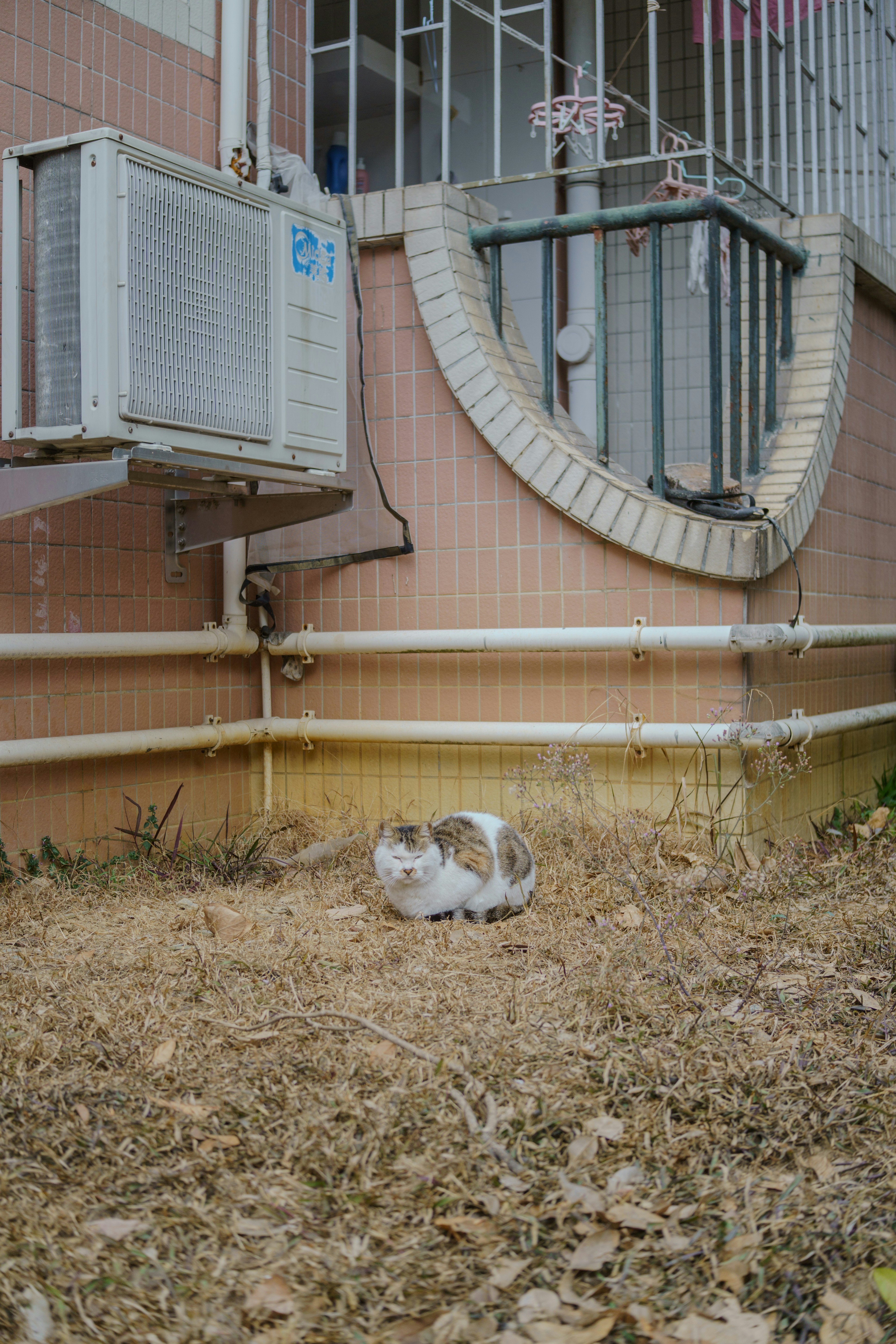 Calico Corner: A Quiet Cat Amid Pipes and Brick