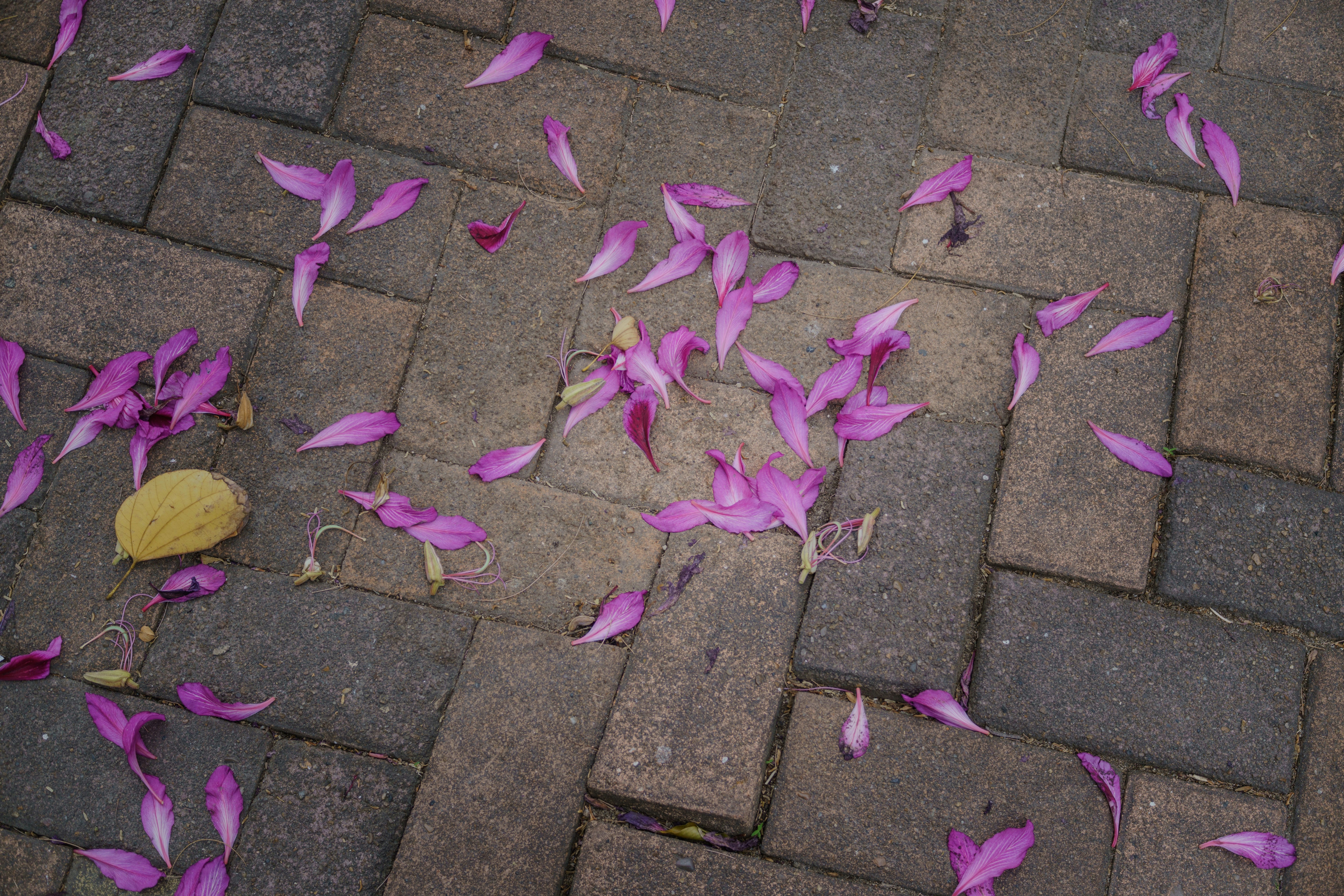 Petals on a Quiet Brick Walk: A Burst of Pink Against Gray Pavement