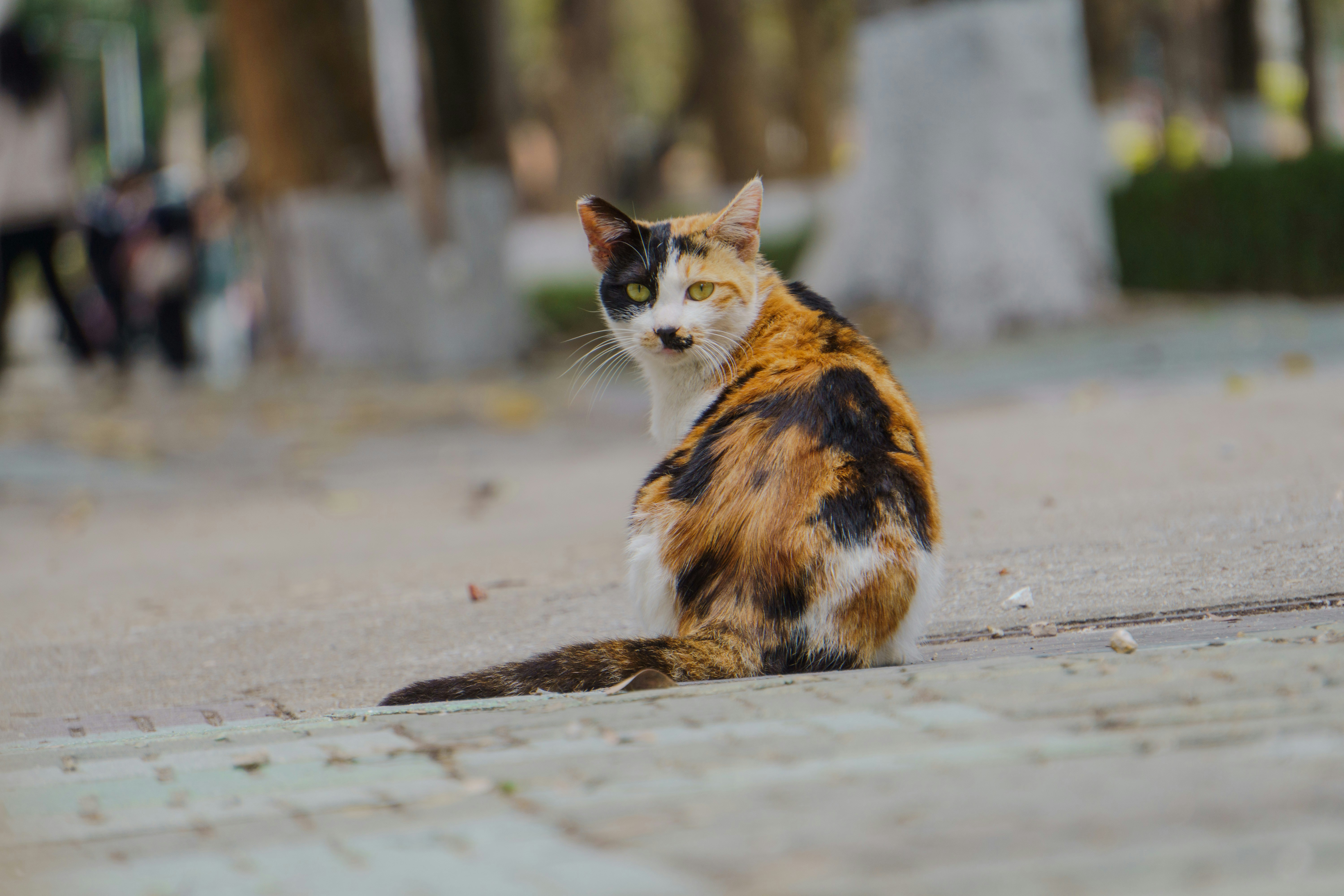 A calico cat looks back at the camera. photo – Free Cat Image on Unsplash