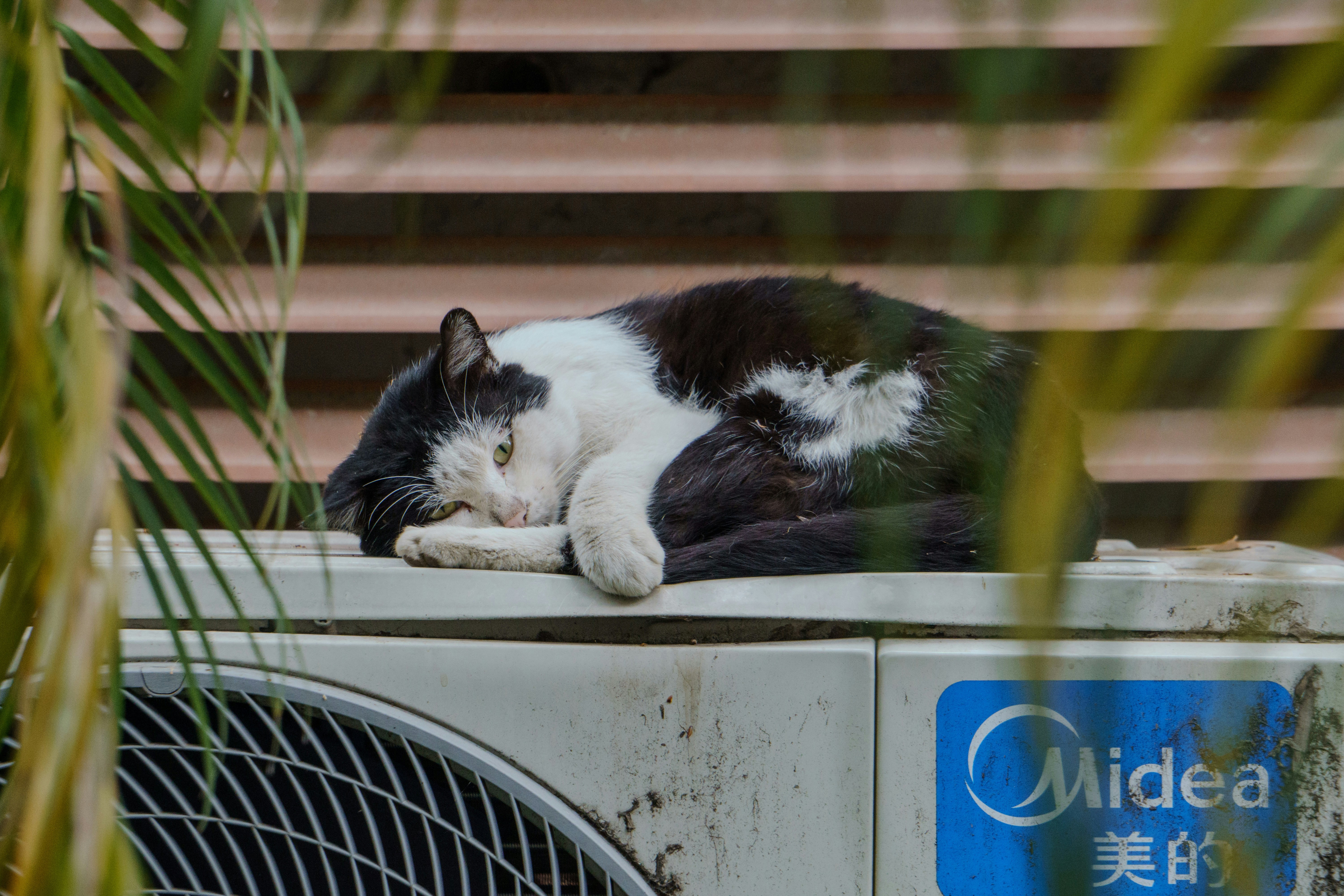 A cat is sleeping on top of an air conditioner. photo – Free Cat Image ...