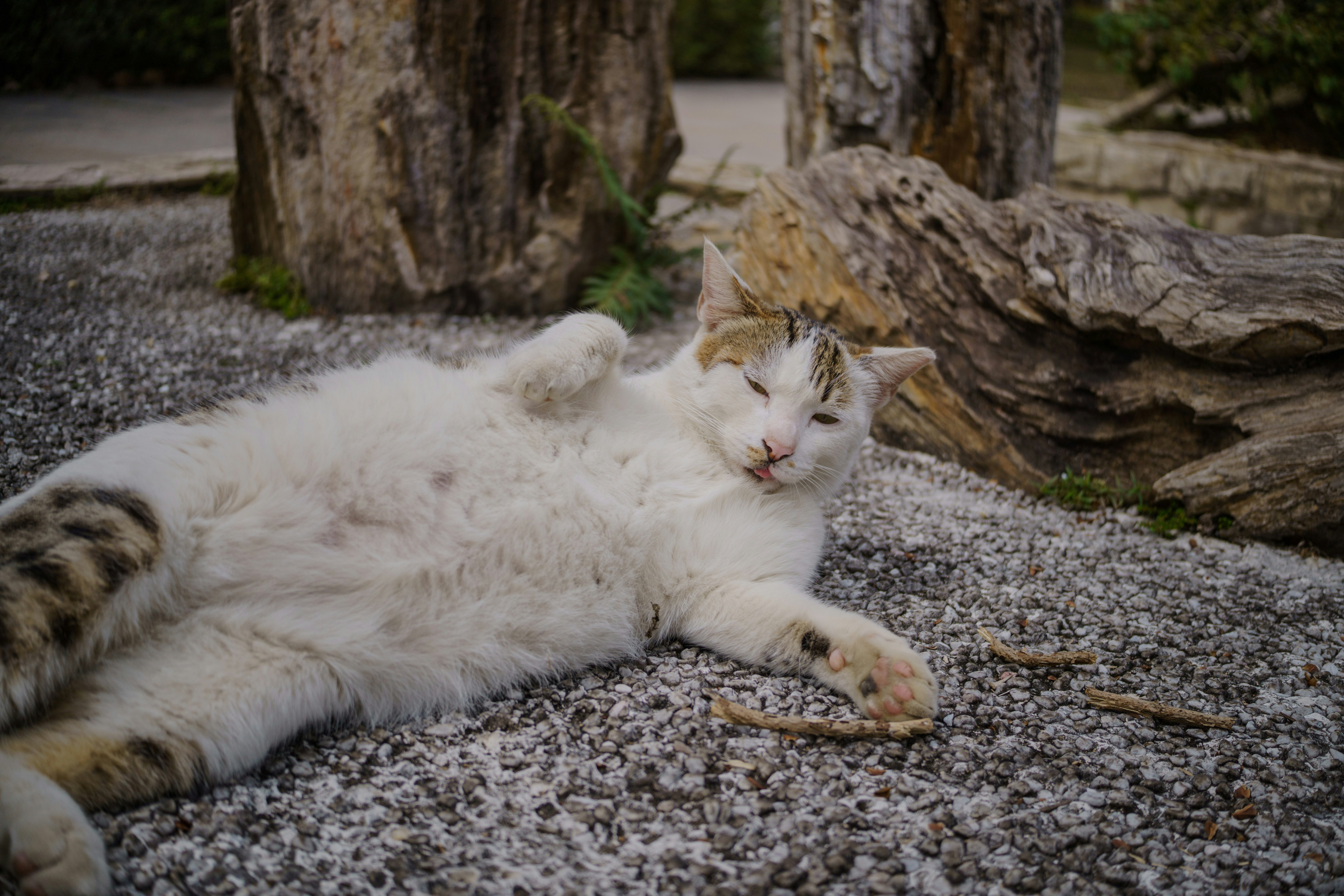 Lazy Afternoon in the Pebbled Garden
