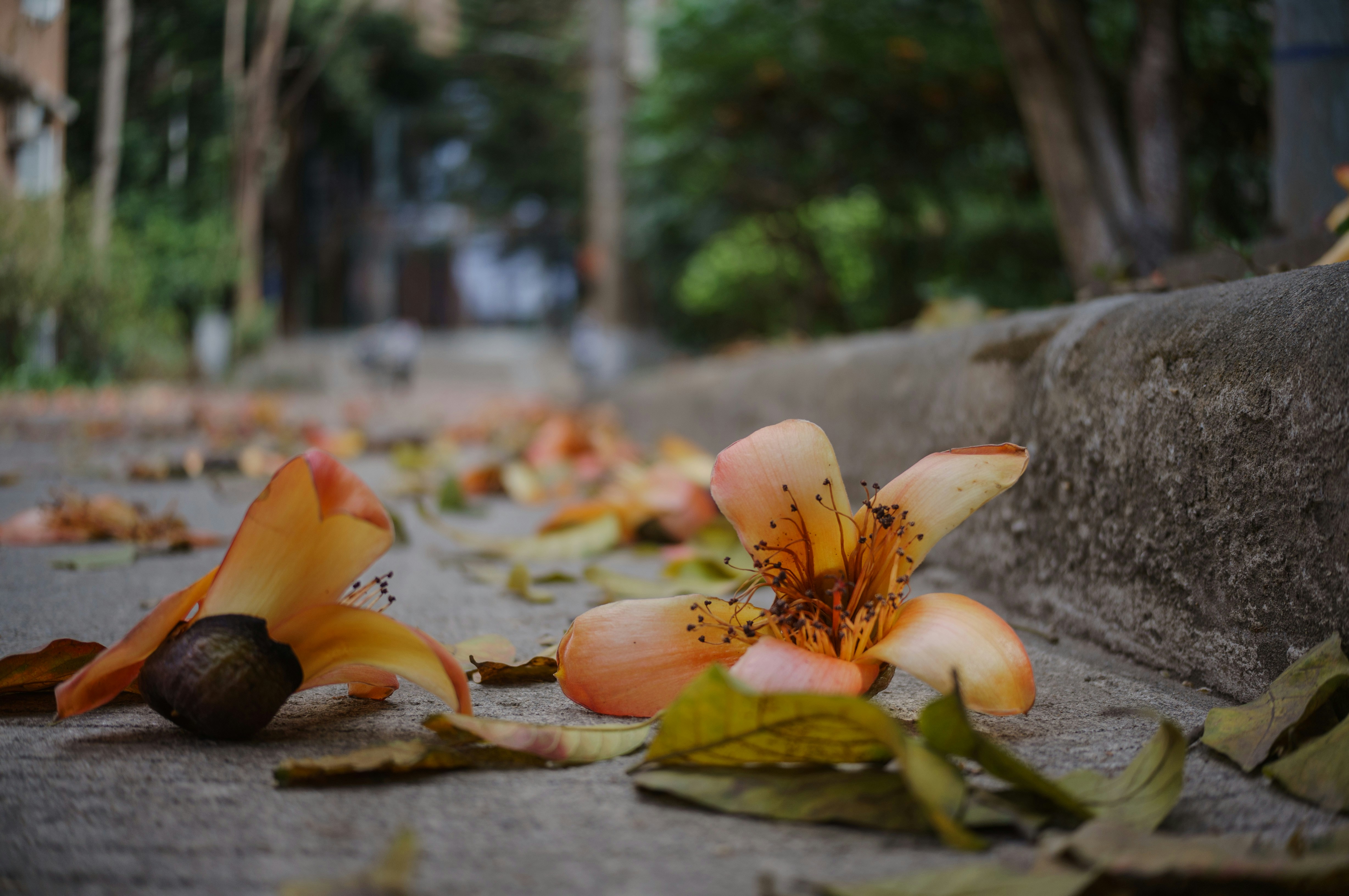 Orange flower petals scattered on a sidewalk with a blurred urban background.