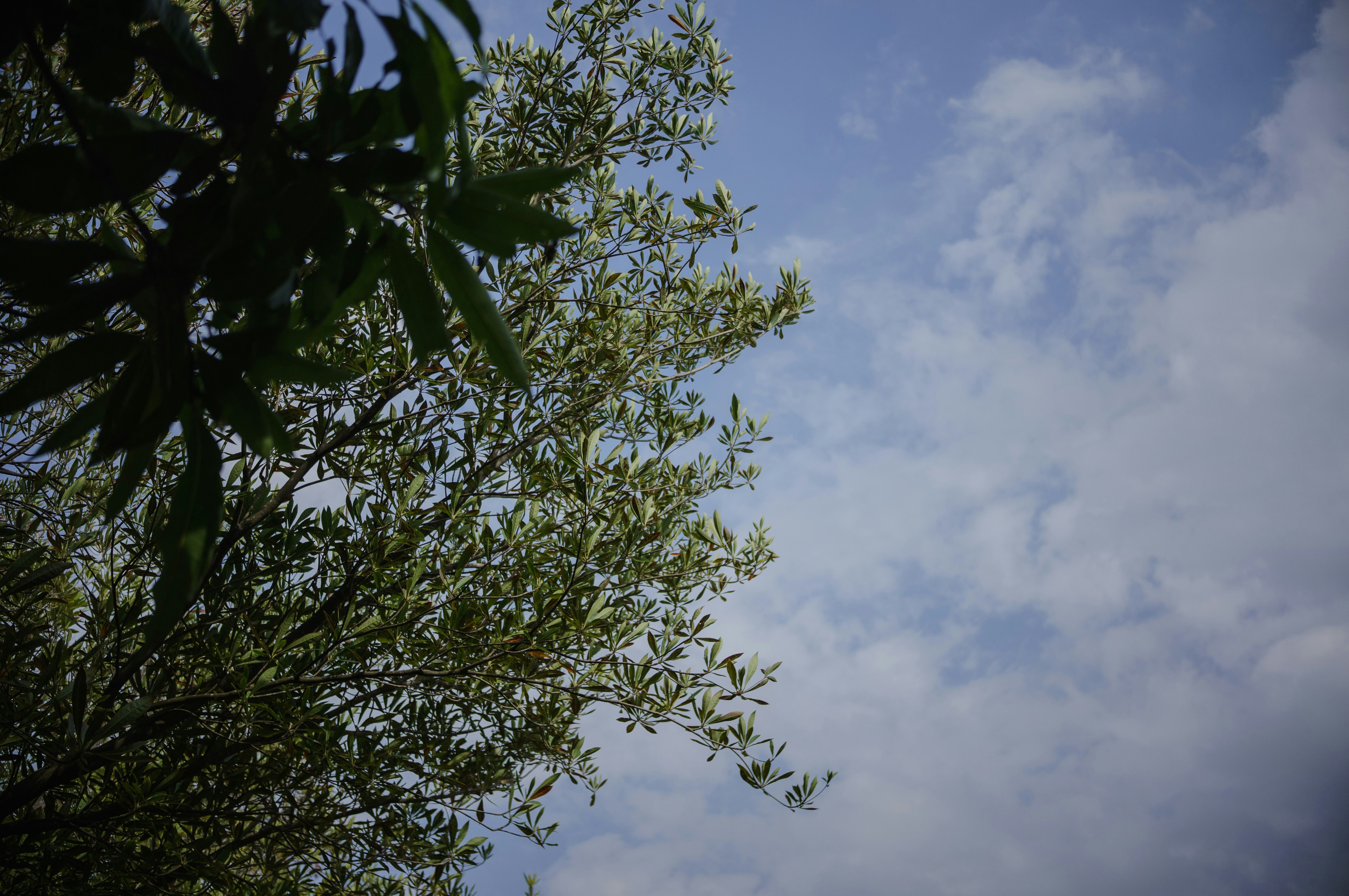 Tree branches with green leaves silhouetted against a partly cloudy sky.