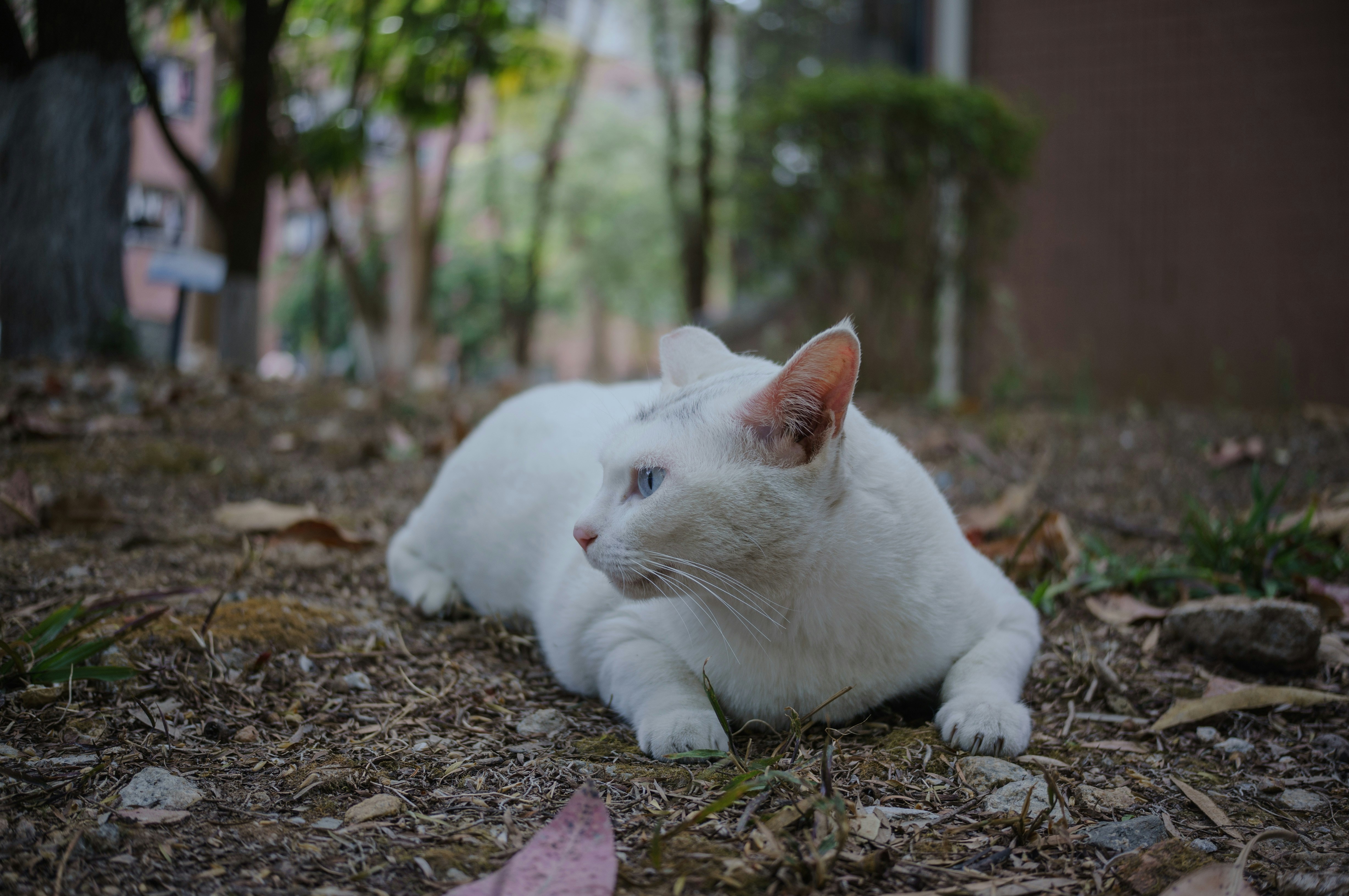 A white cat rests on the ground outdoors. photo – Free City Image on ...