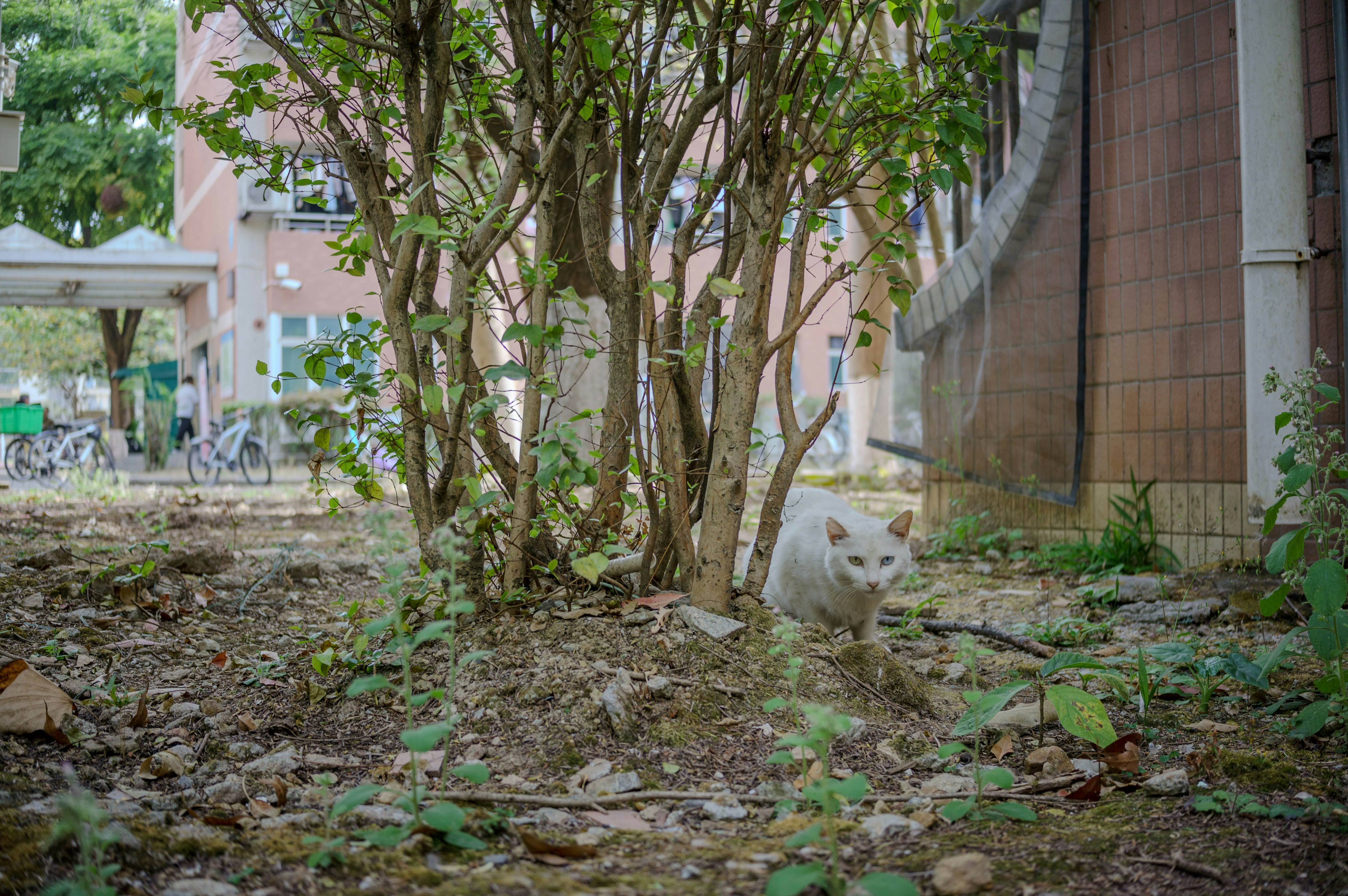 White cat crouching under a bush in an urban courtyard, surrounded by scattered leaves and a background of bicycles and buildings.