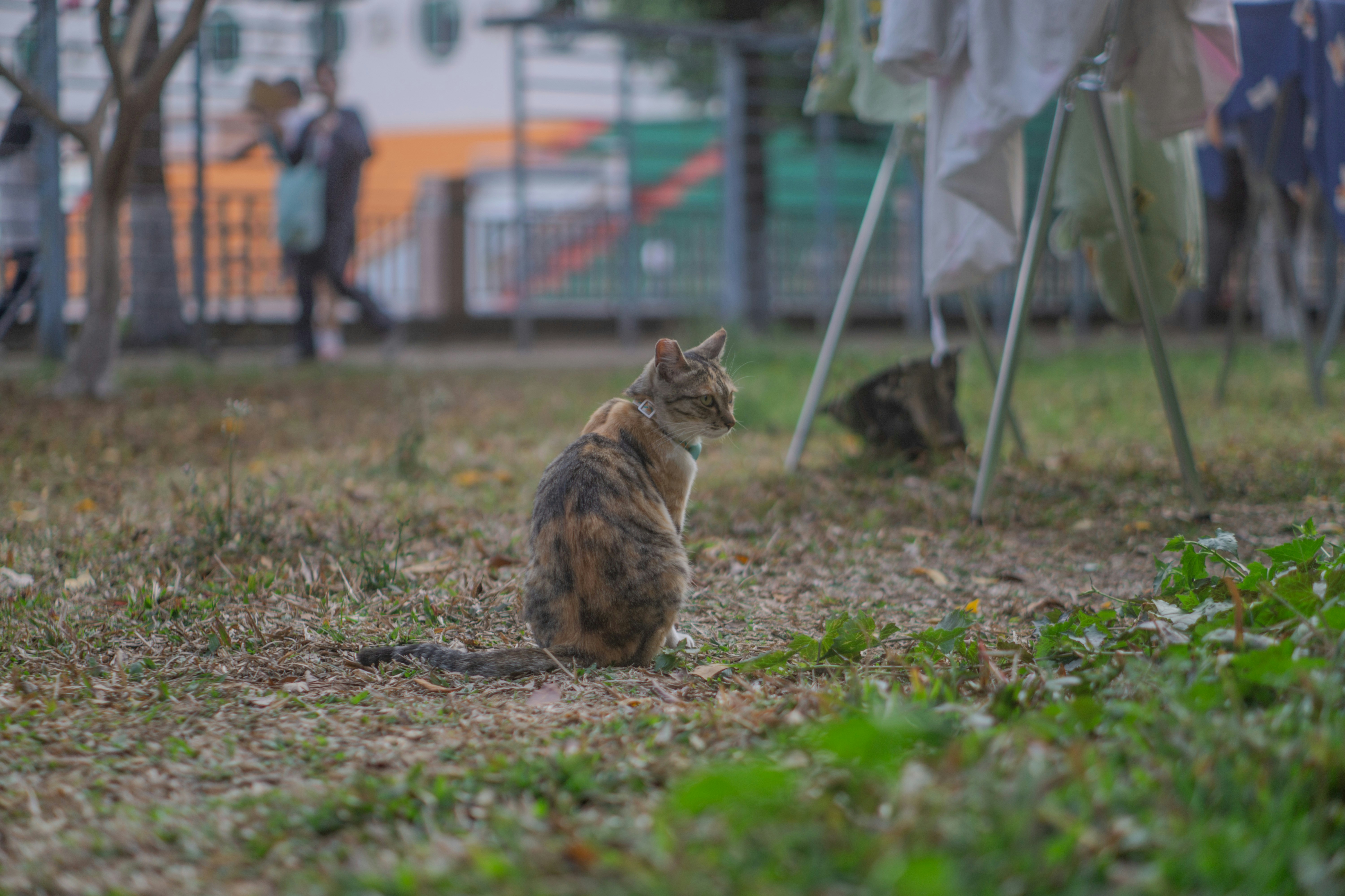 Calico Cat on a Quiet Park Path, Framed by Laundry and Tents