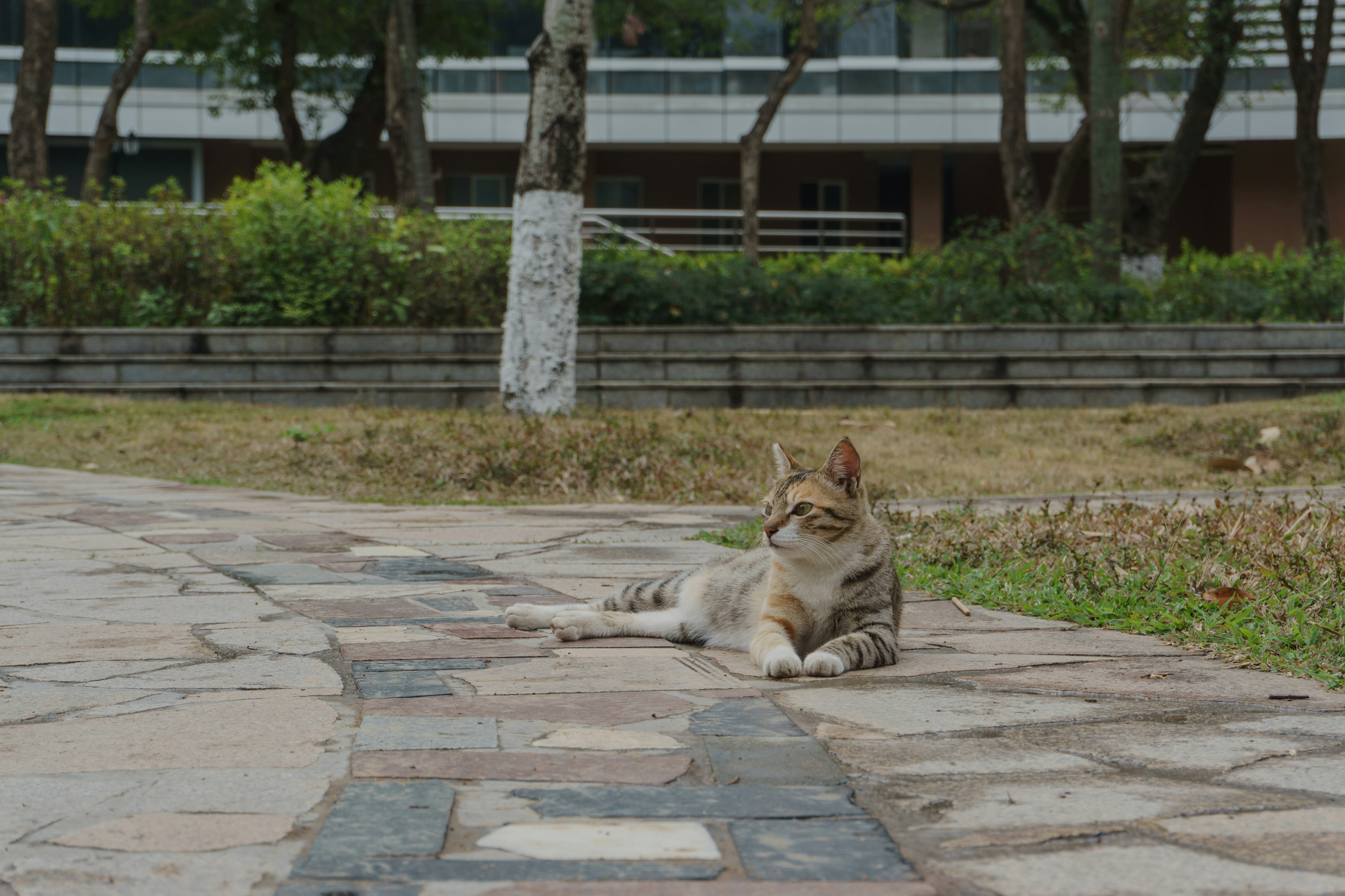Sunlit Cat Reposes on a Mosaic Courtyard Path