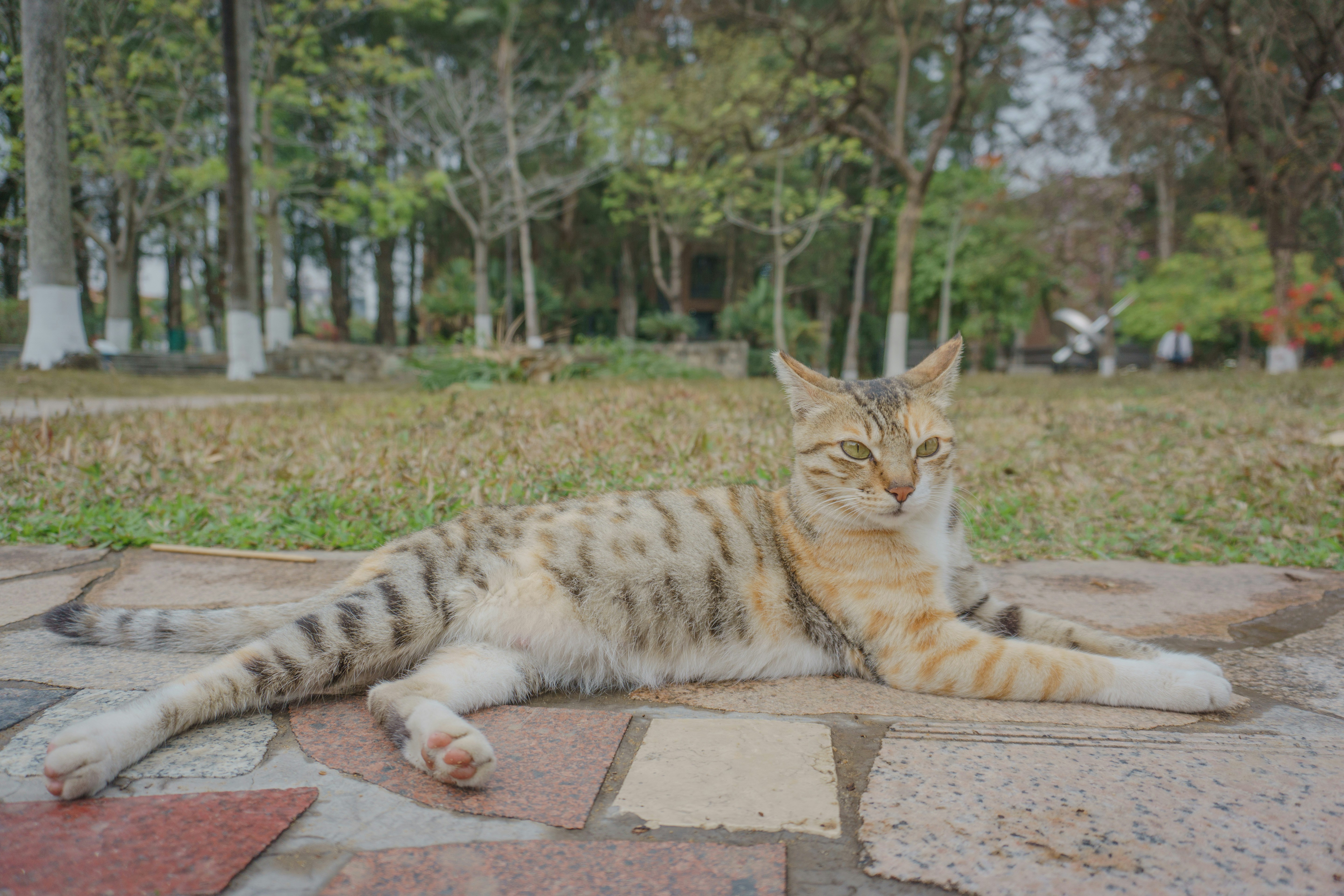 A cat lays down on a paved pathway. photo – Free Forest Image on Unsplash