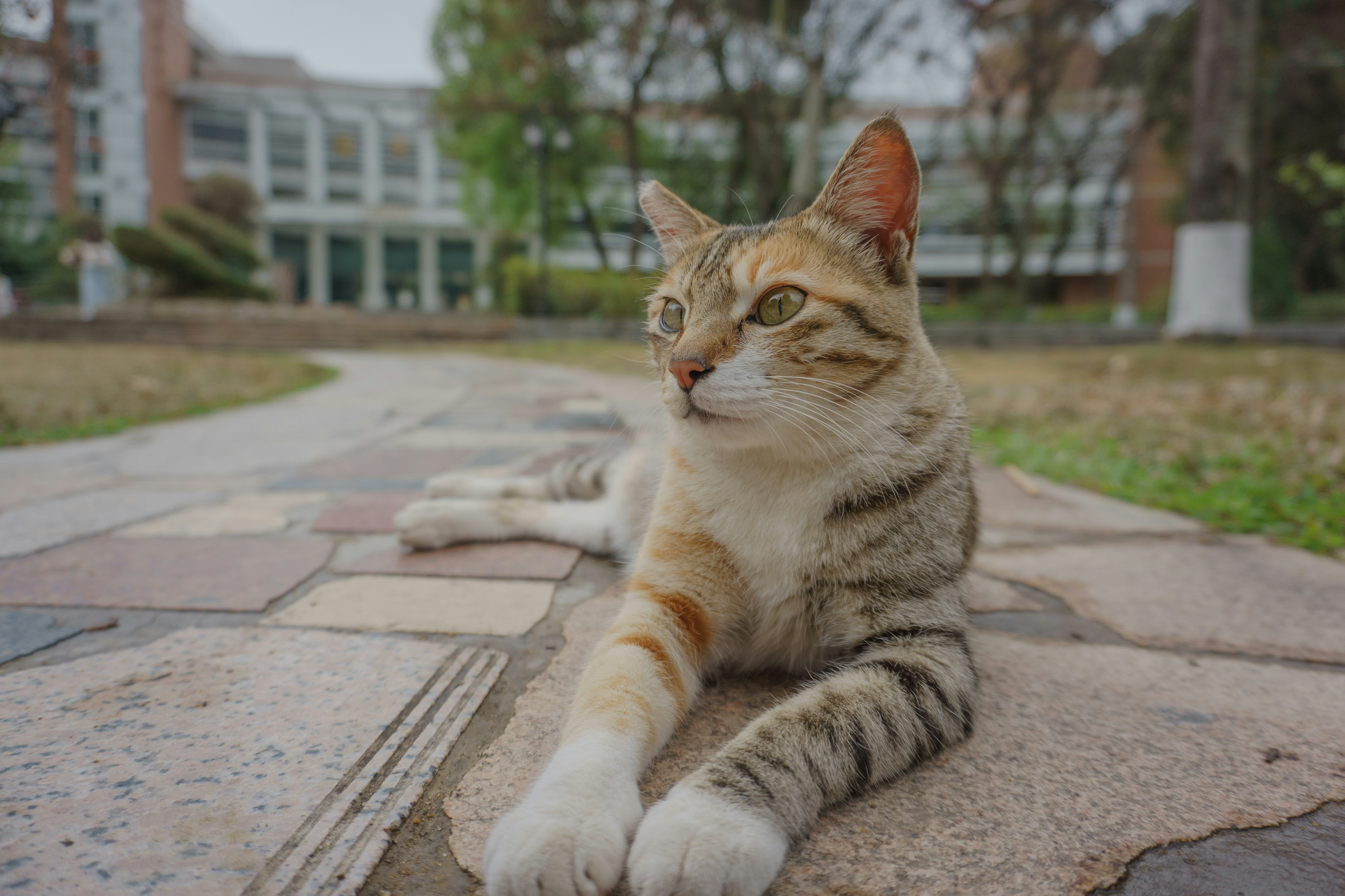 Lounge on the Bricked Path: A Campus Cat's Quiet Gaze