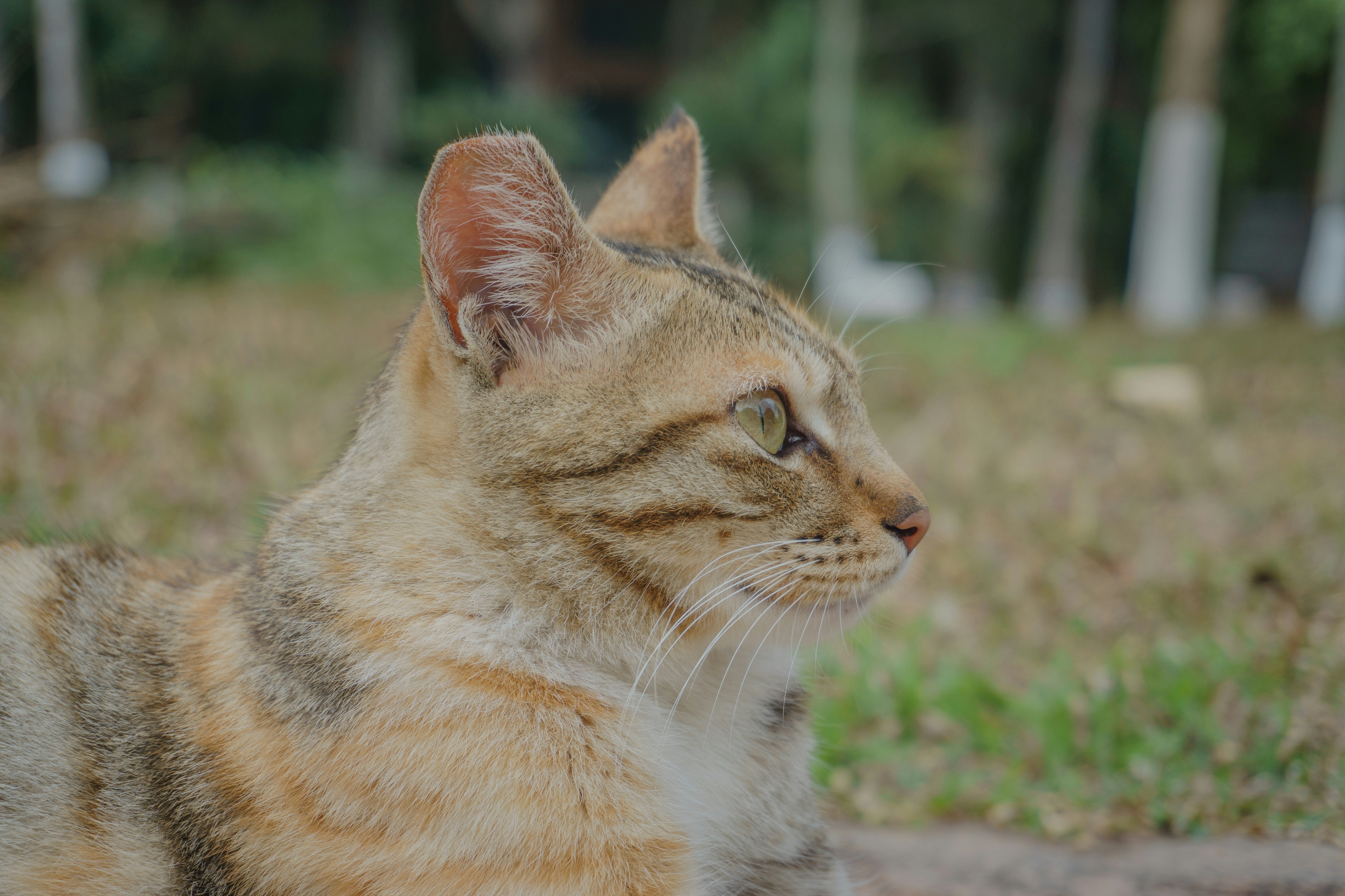 Photo by Shawn Rain with Sony Alpha 6000