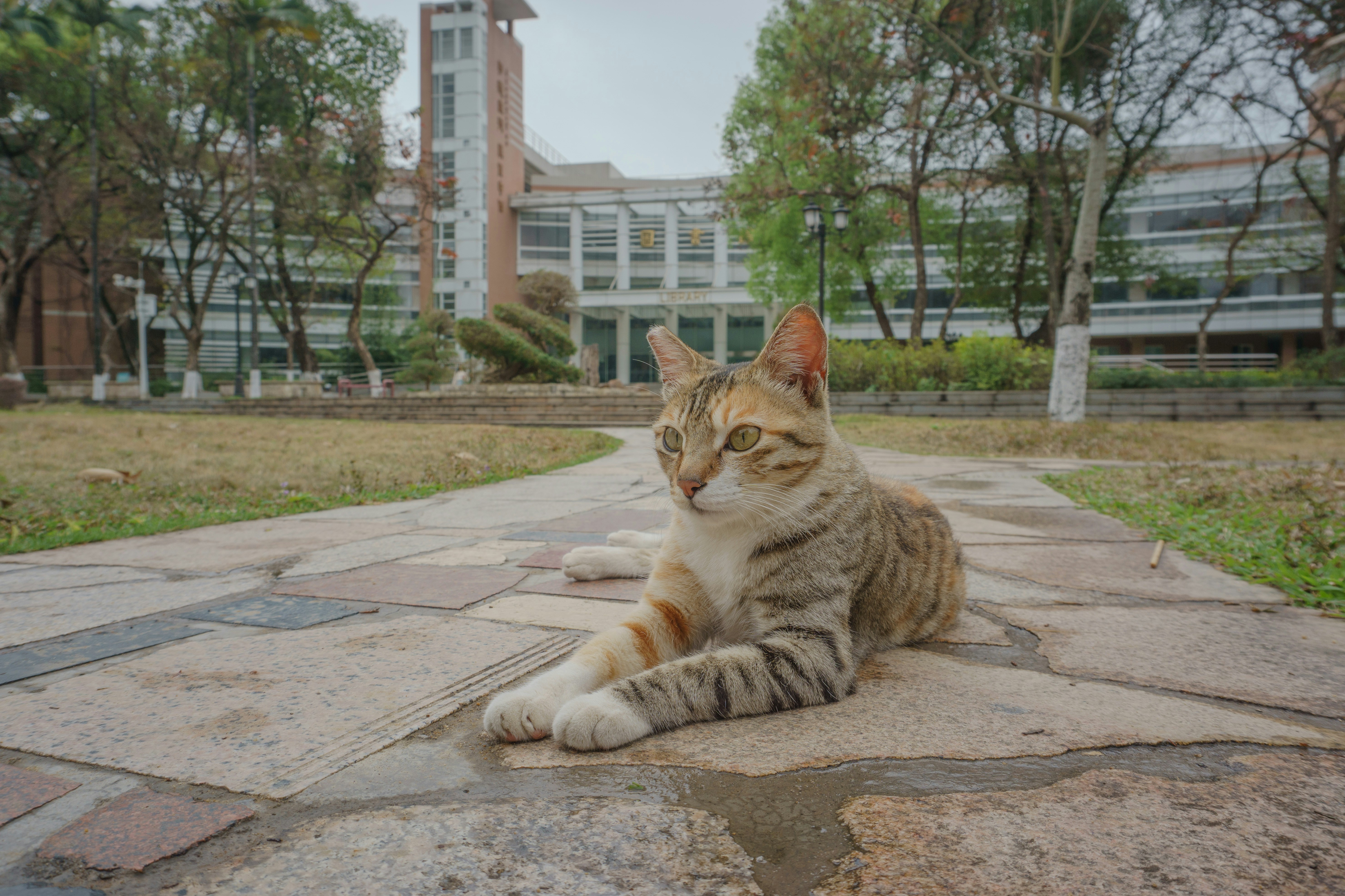 Campus Cat's Serene Stroll