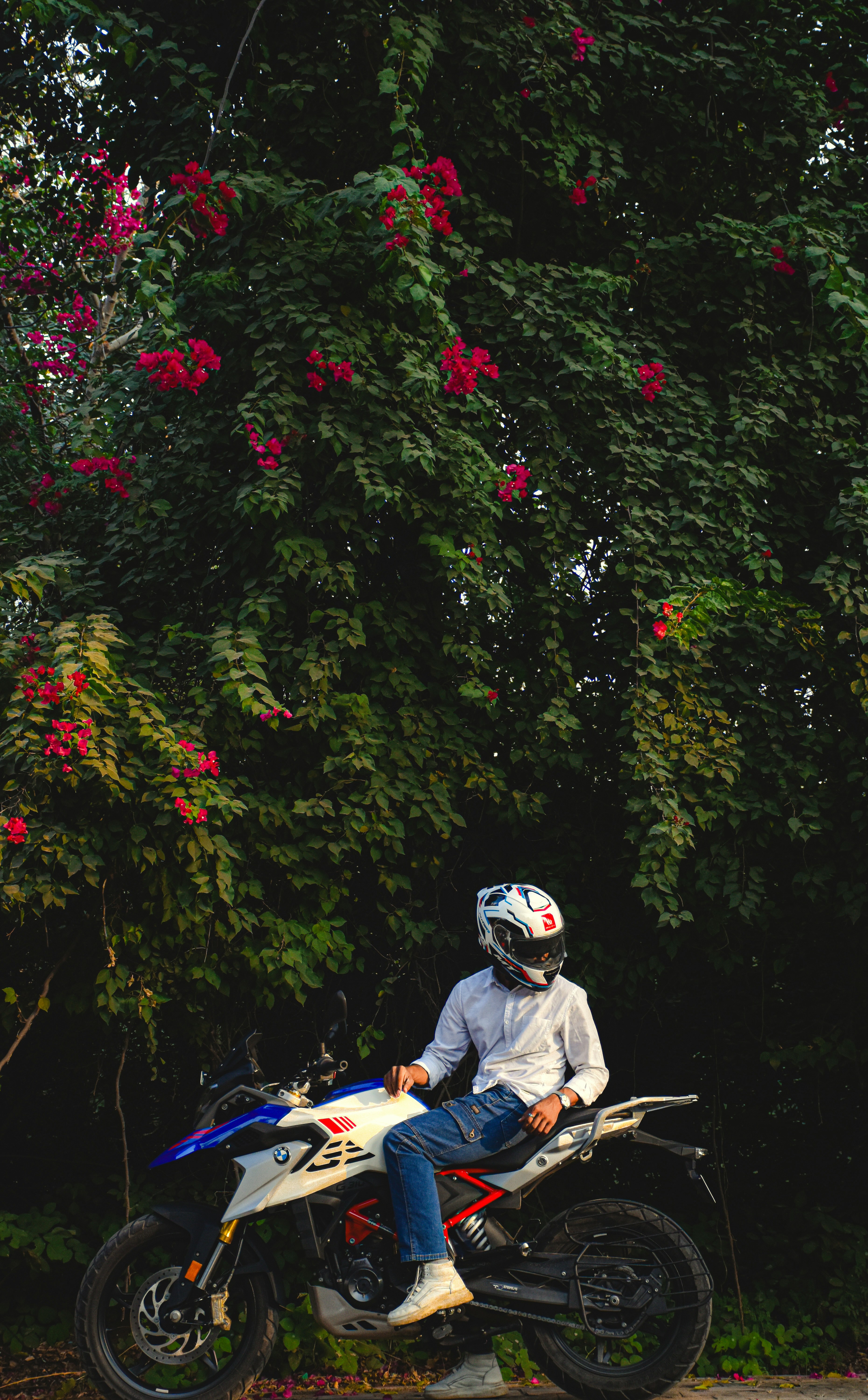 Paused Expedition Beneath a Bougainvillea Curtain