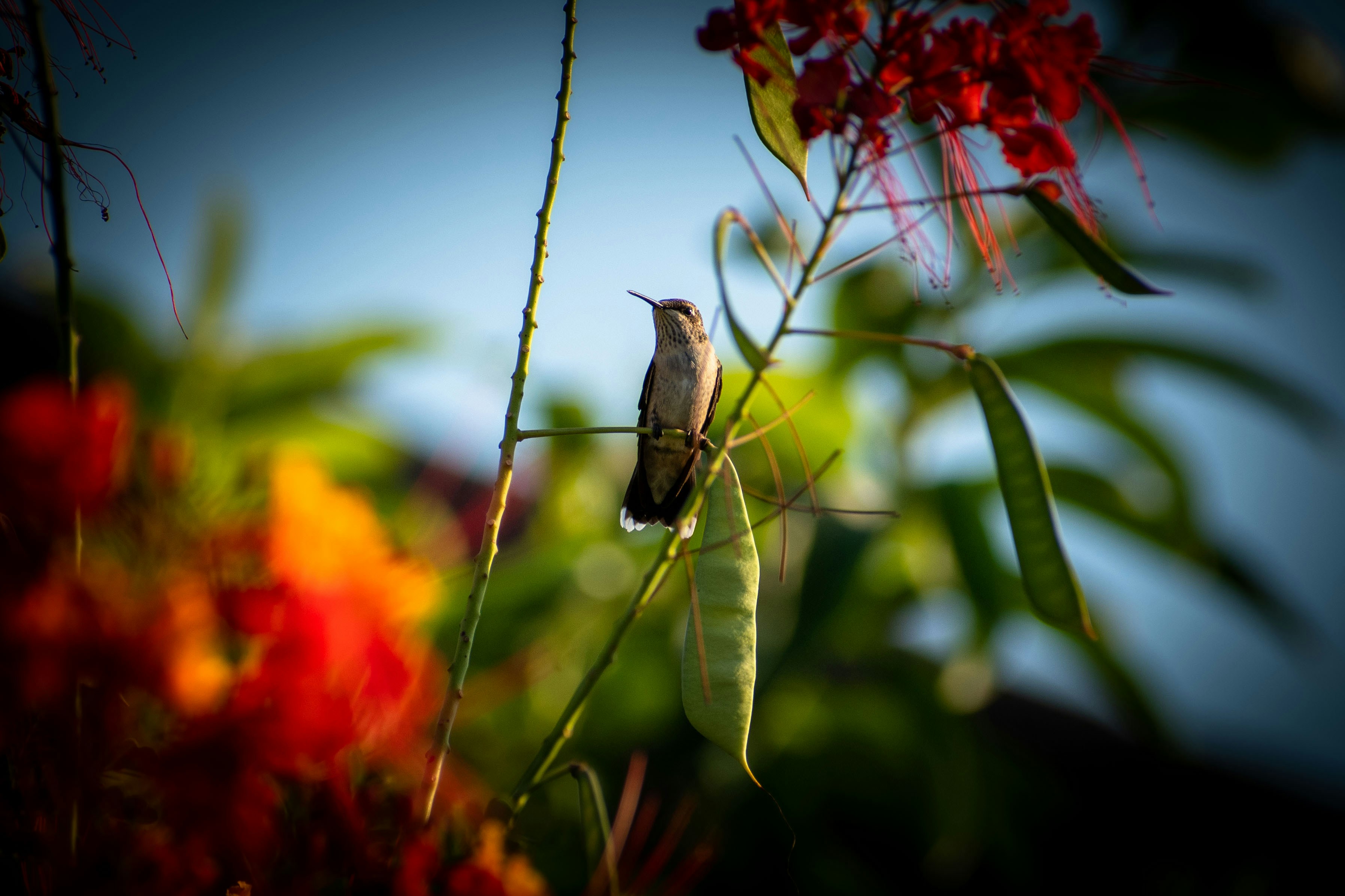 Whispering Wings Among Scarlet Blooms
