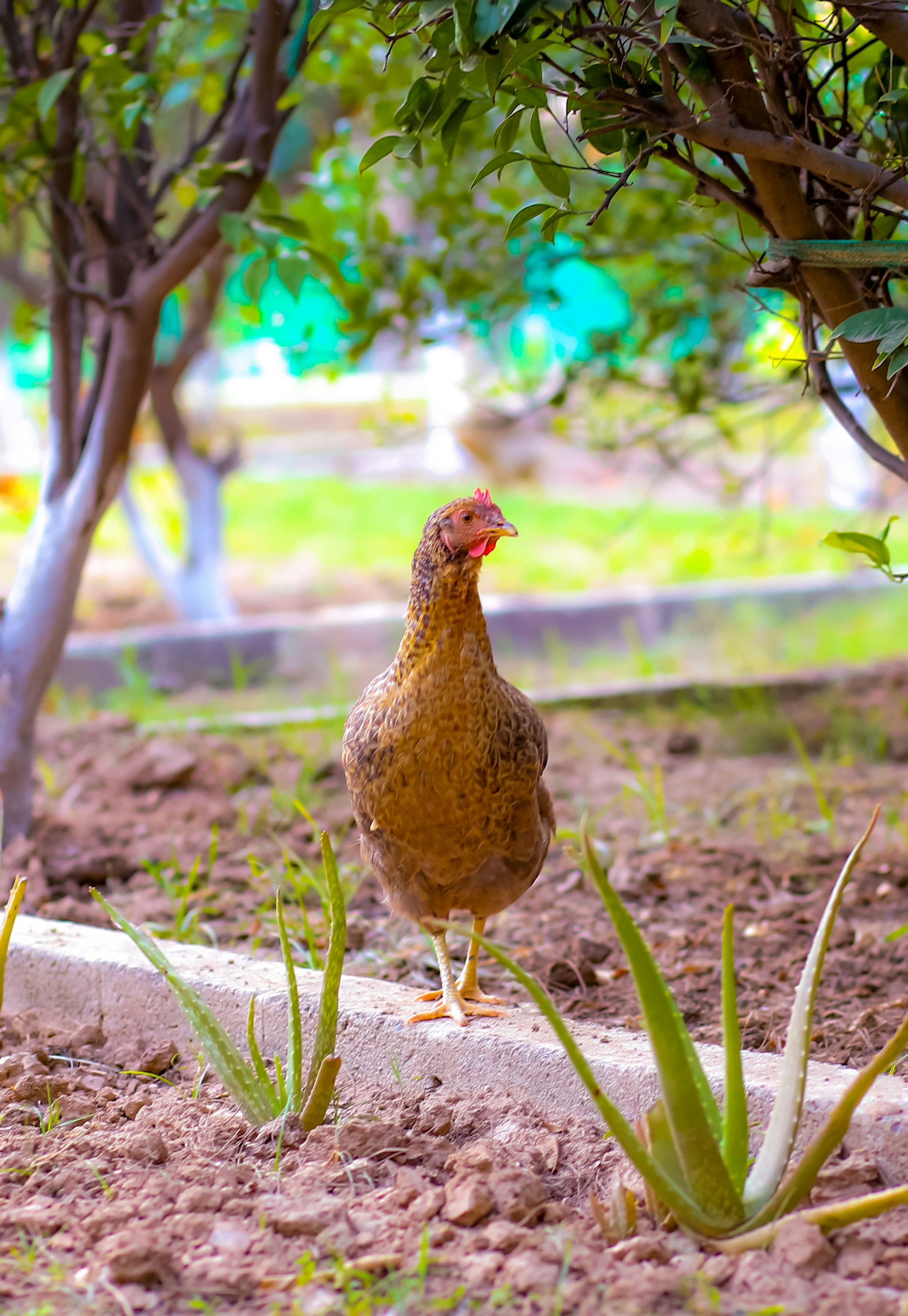 Ground-Level Portrait: A Brown Hen in a Sun-Dappled Garden