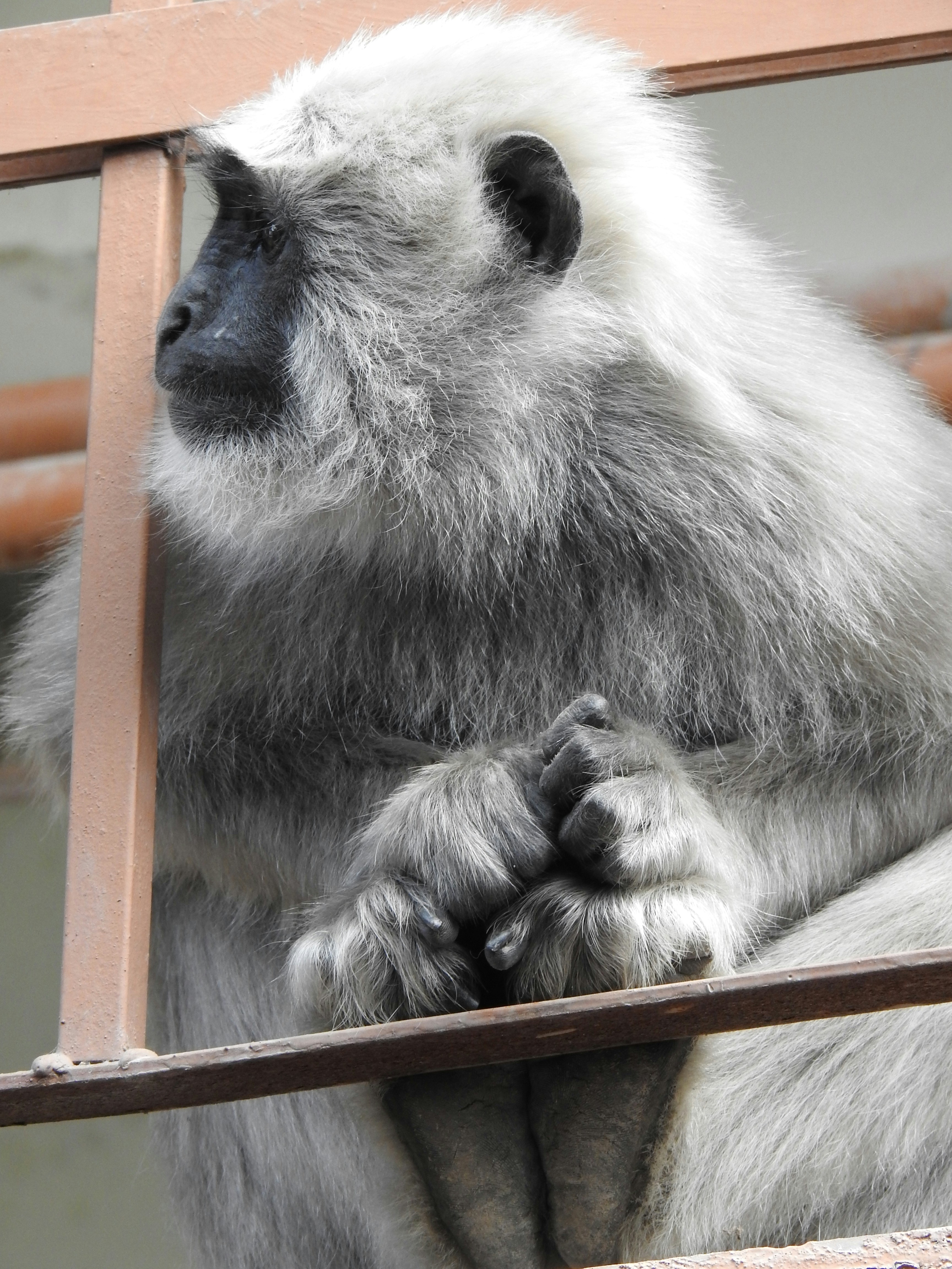 Silvery Langur on a Balcony Rail: Curious Gaze in Profile