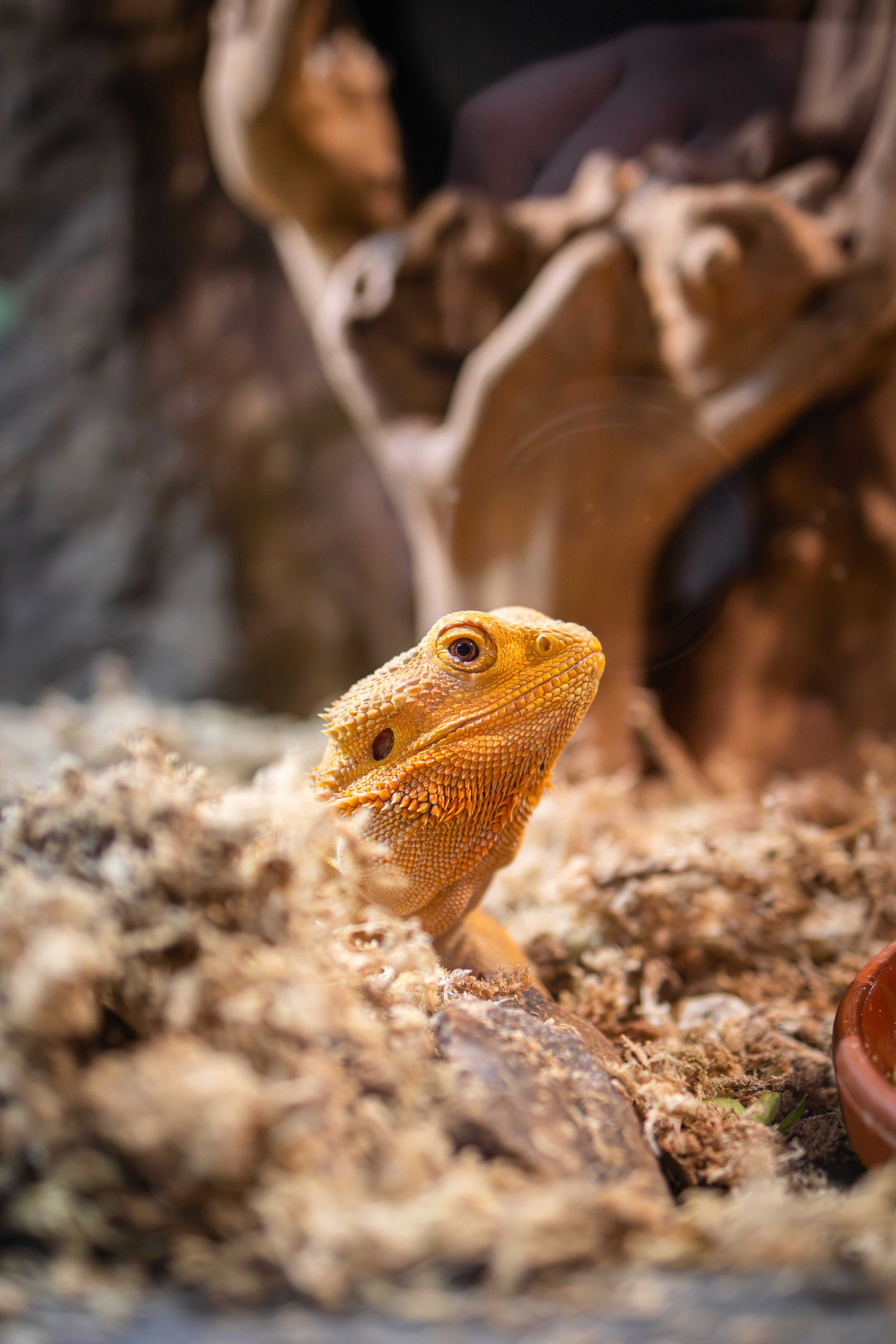 A bearded dragon peeks out from its habitat. photo – Free Animal Image ...
