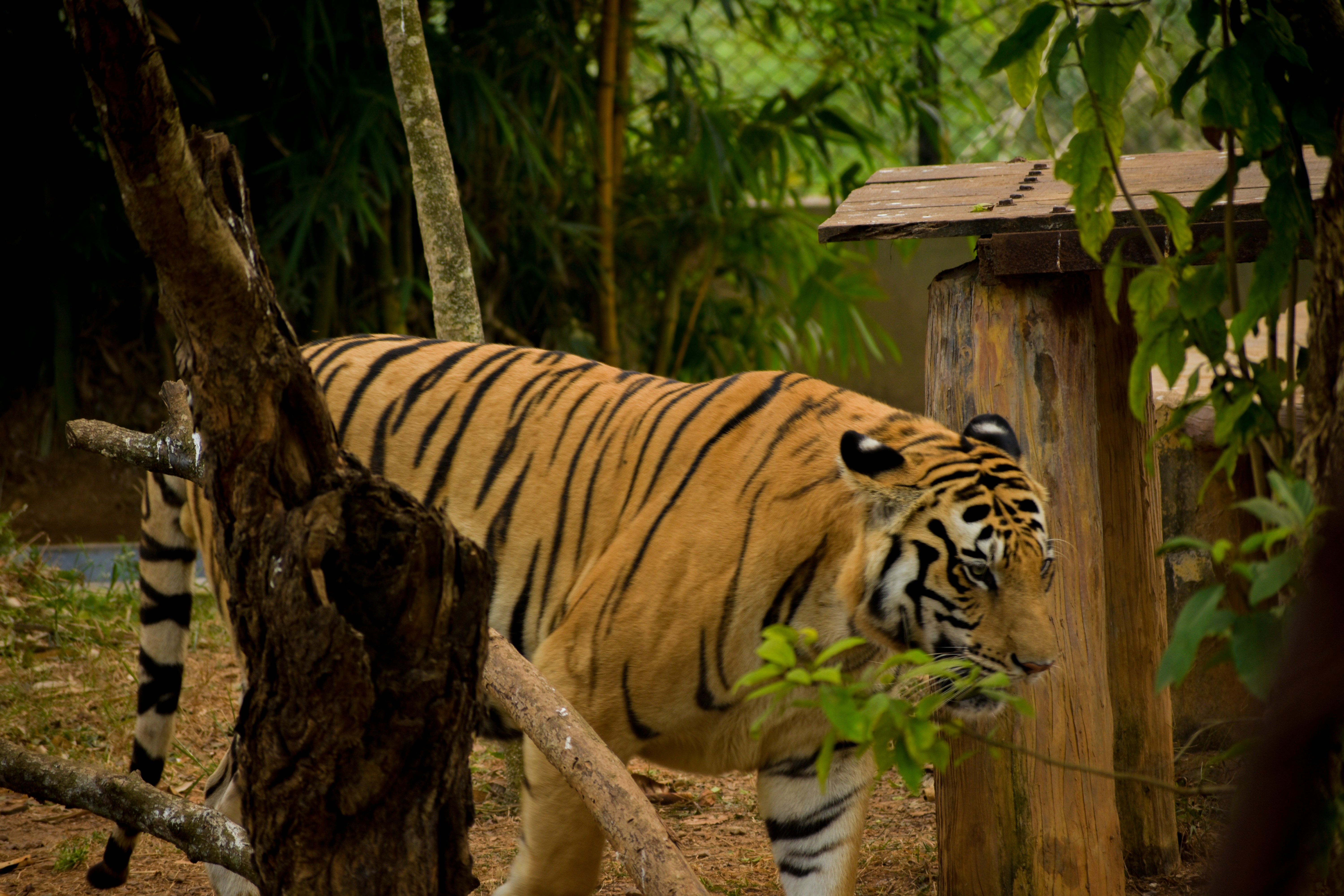 Tiger prowling behind tree trunks in a lush enclosure.