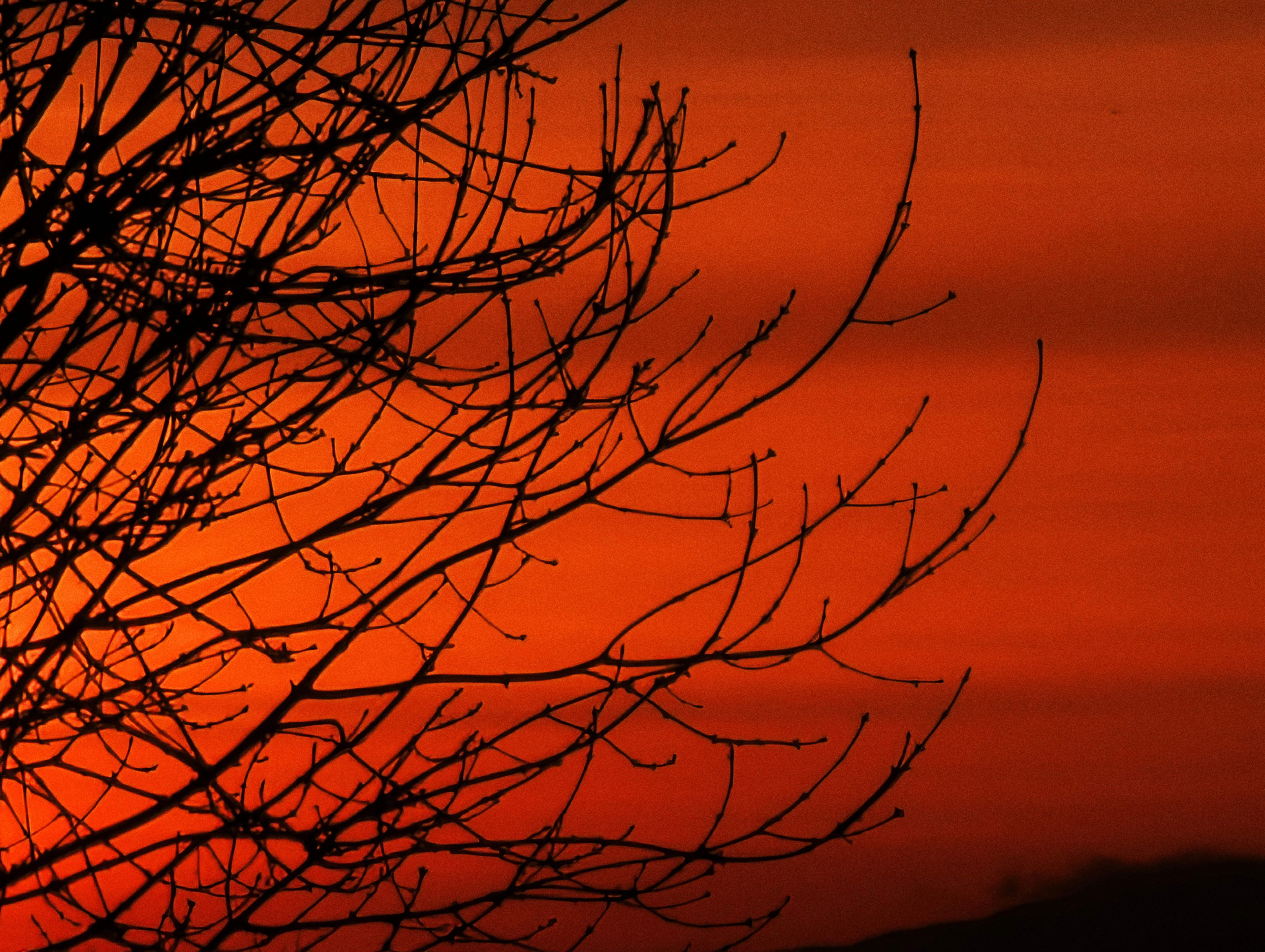 Bare tree branches silhouetted against a deep red sunset sky.