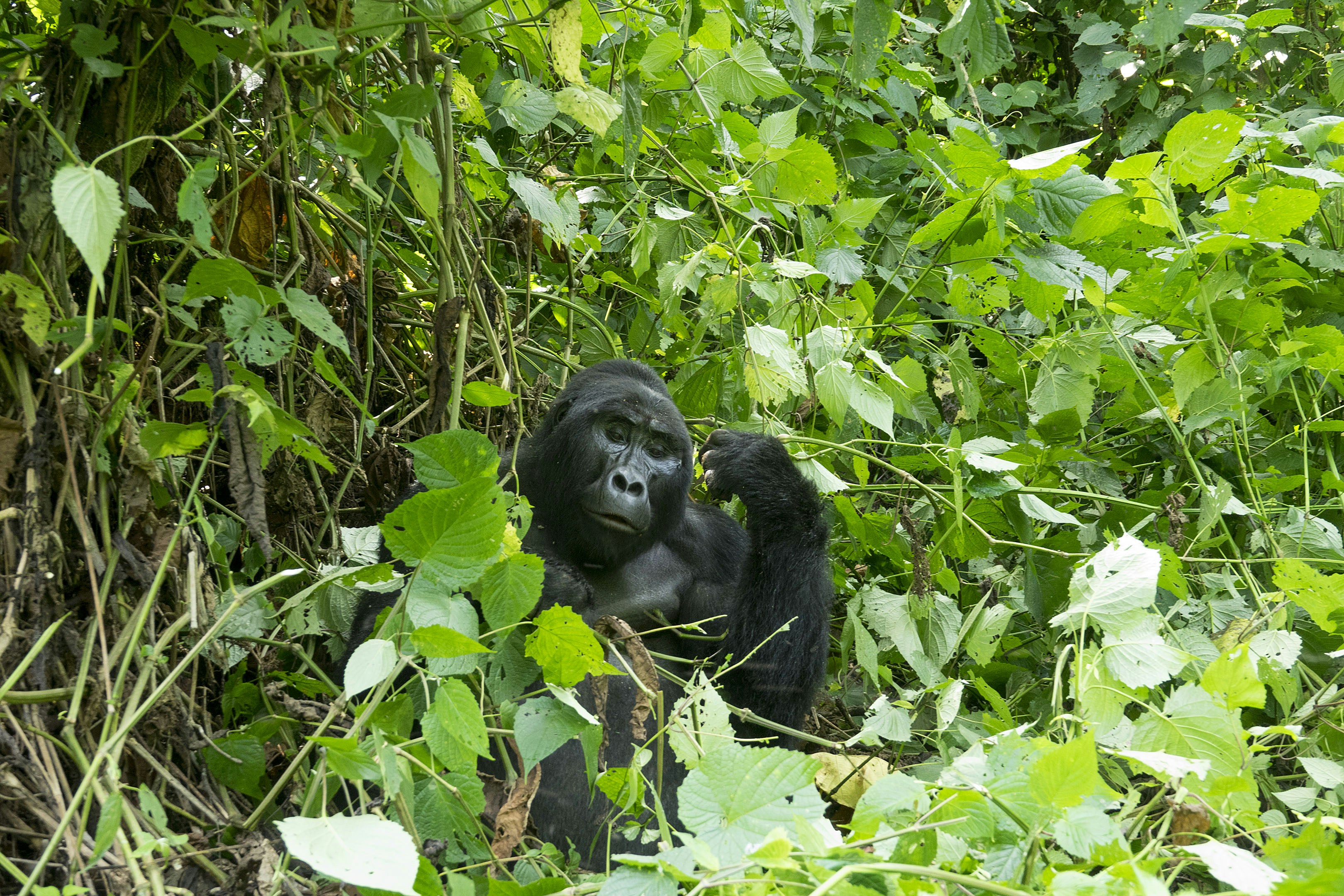 Gorilla nestled among lush green foliage, peering contemplatively through dense leaves.