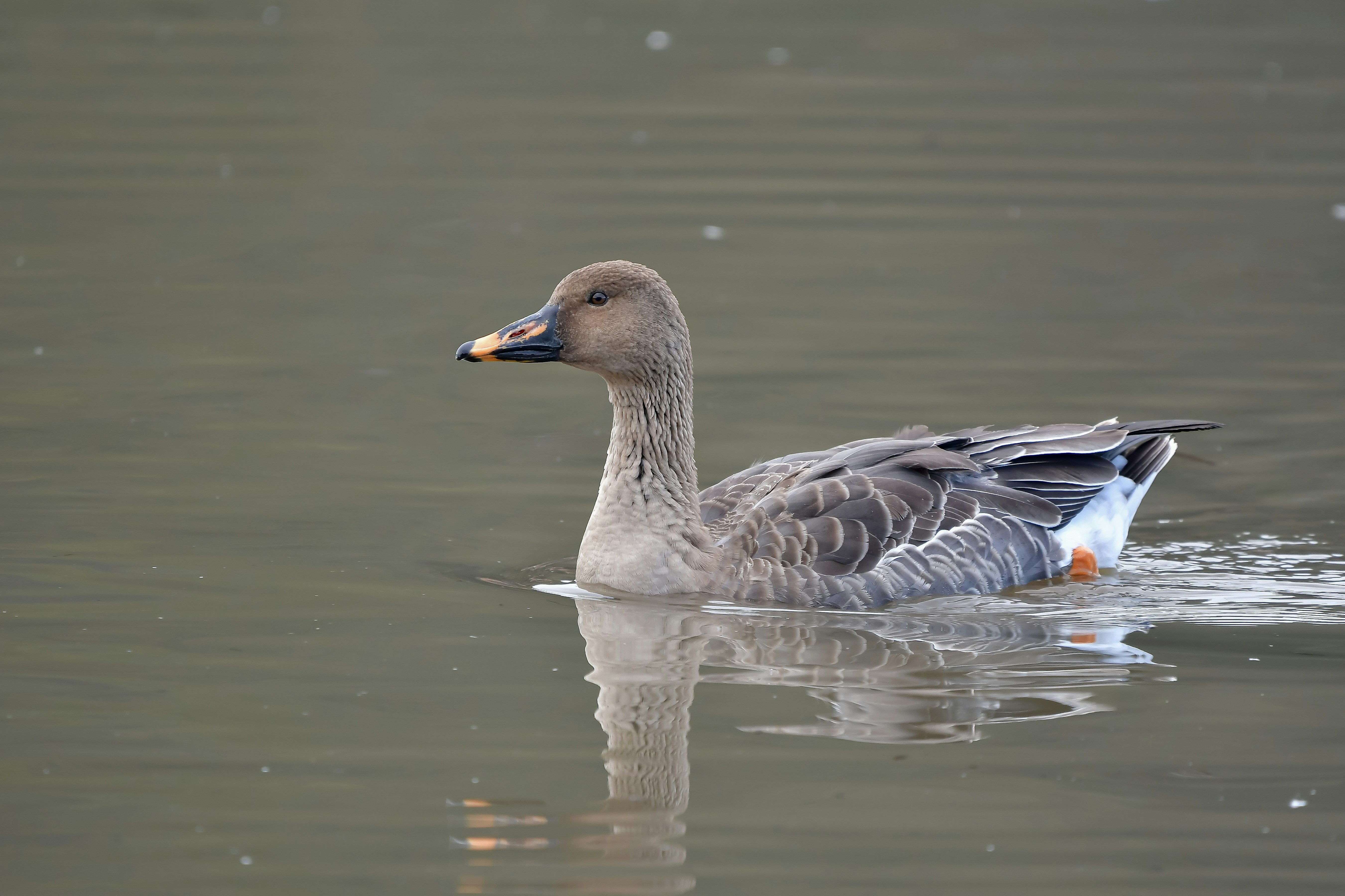 A gray goose swims peacefully on the water. photo – Free Japan Image on ...