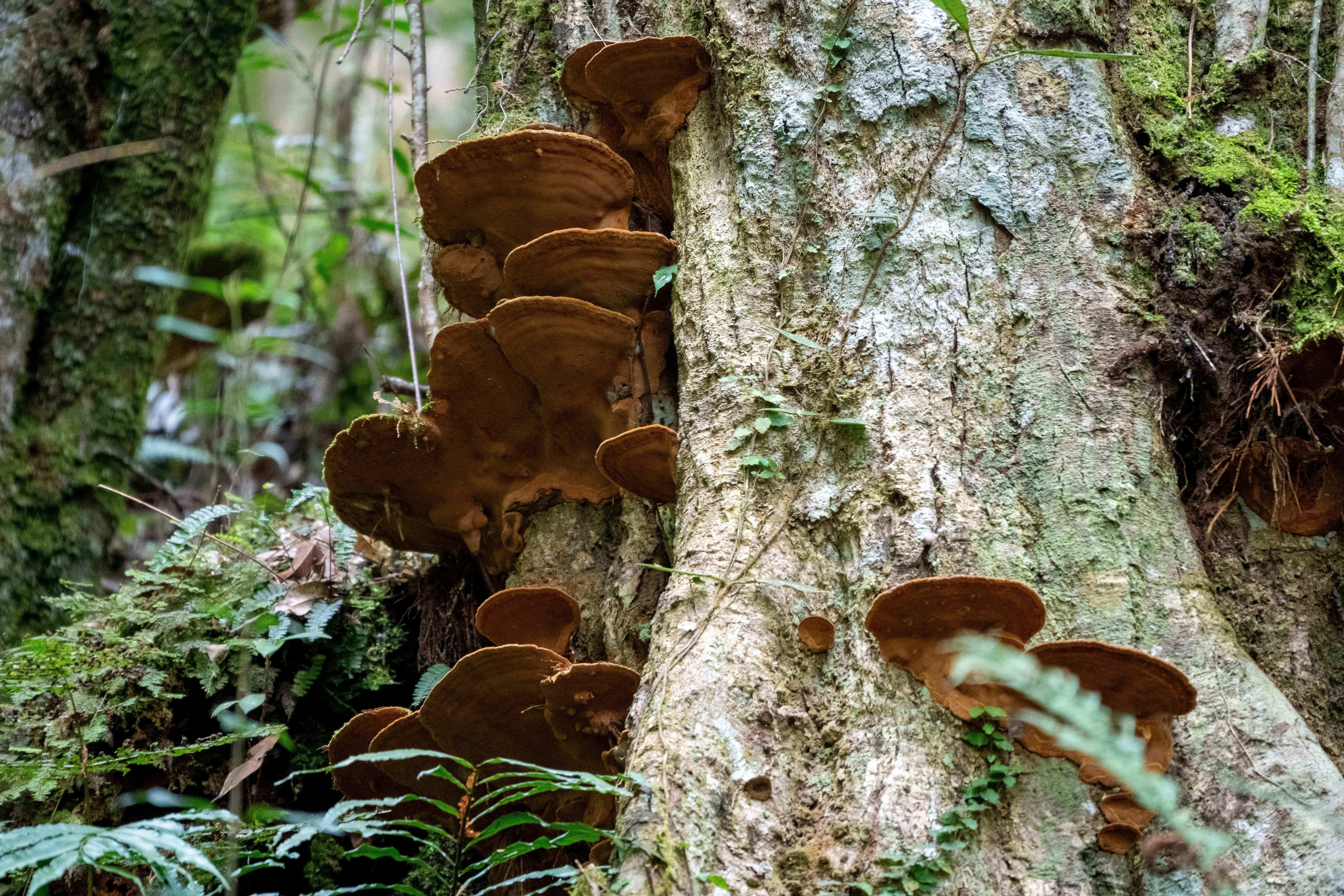 Forest Giants: Towering Shelf Fungi Clinging to a Mossy Trunk