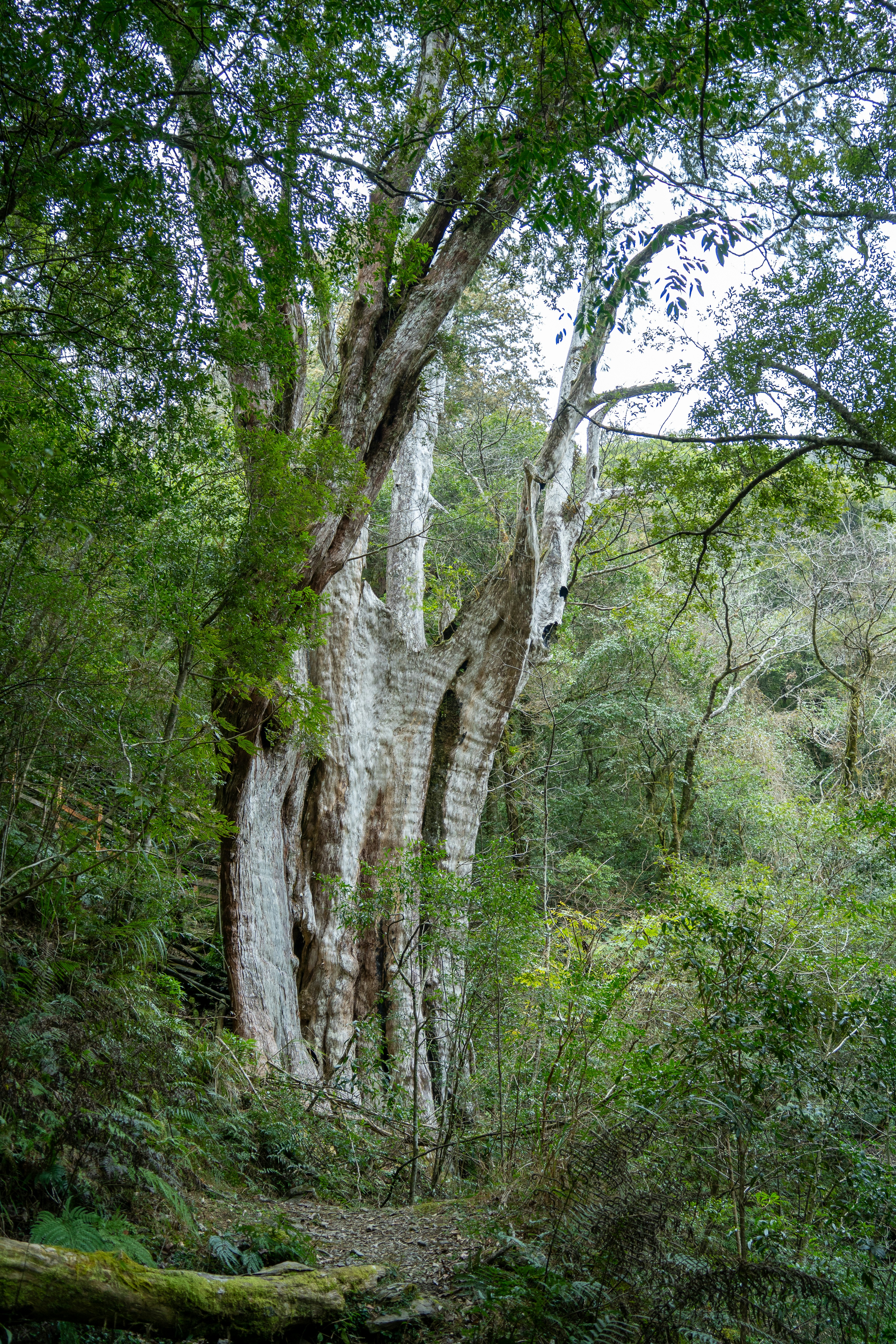 Photo by Winston Chen with Sony Alpha 7 III