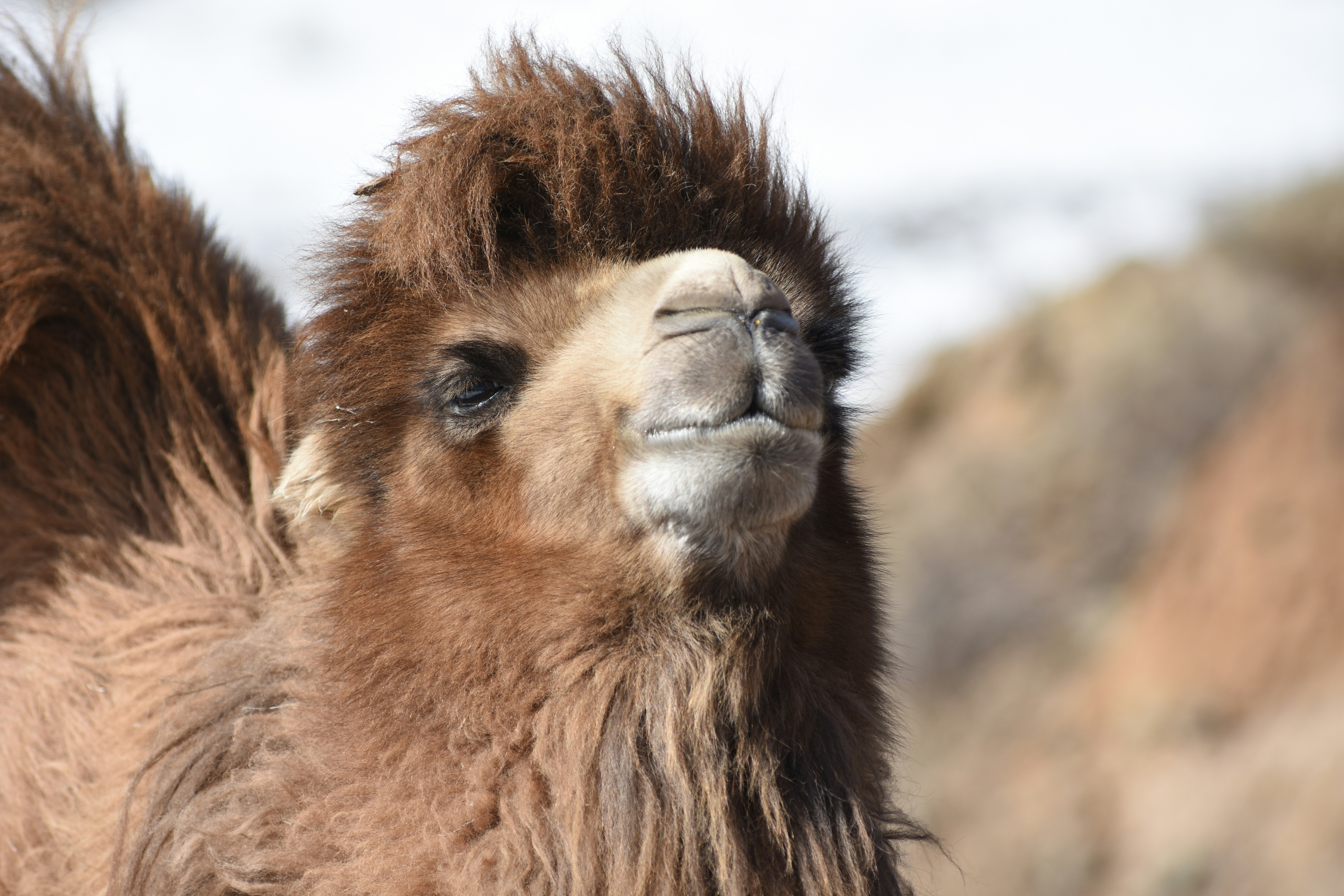 A camel looks directly at the viewer. photo – Free Animal Image on Unsplash