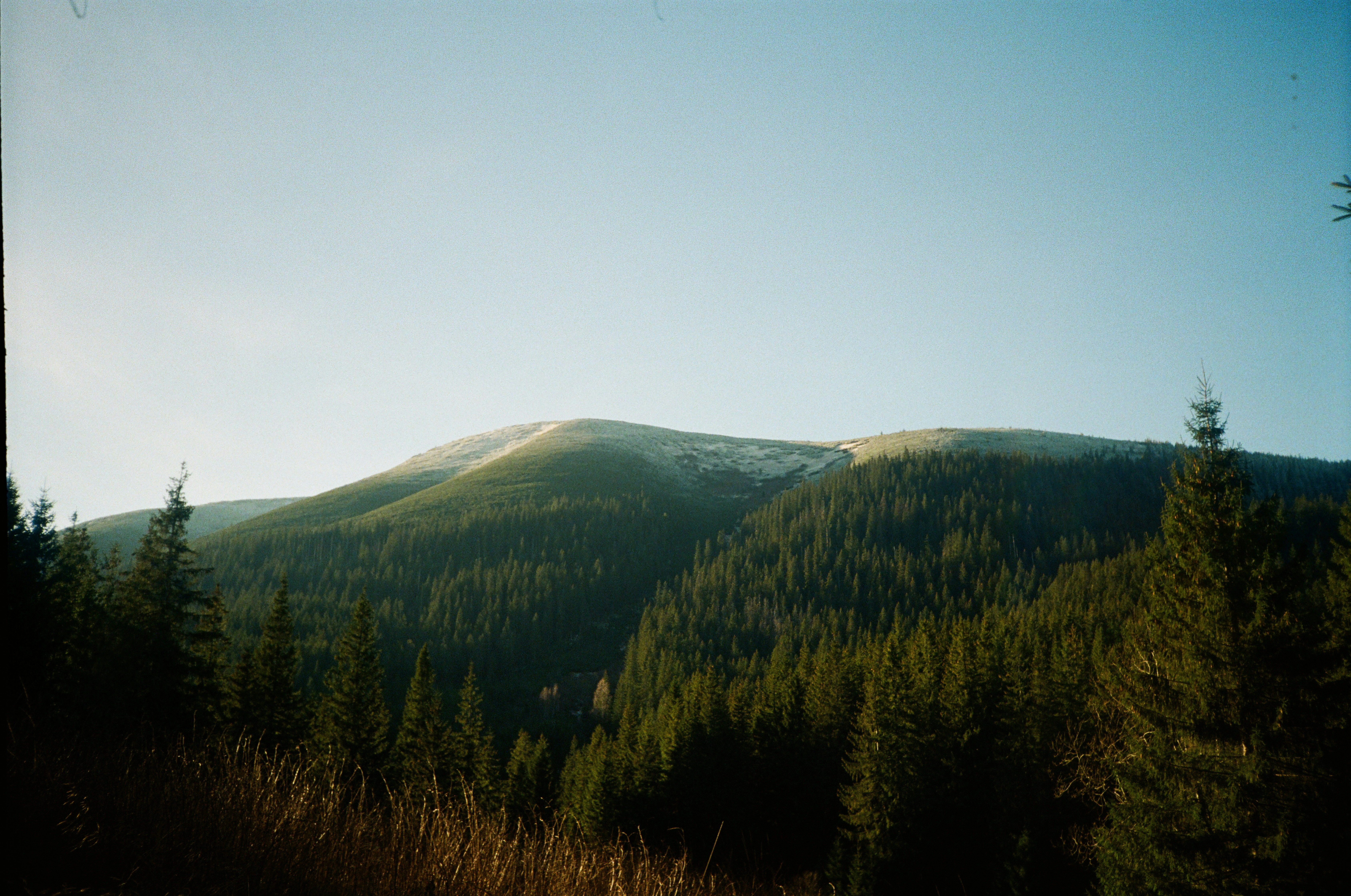 Sunlit mountain with snow-dusted peaks and dense pine forest under a clear blue sky.