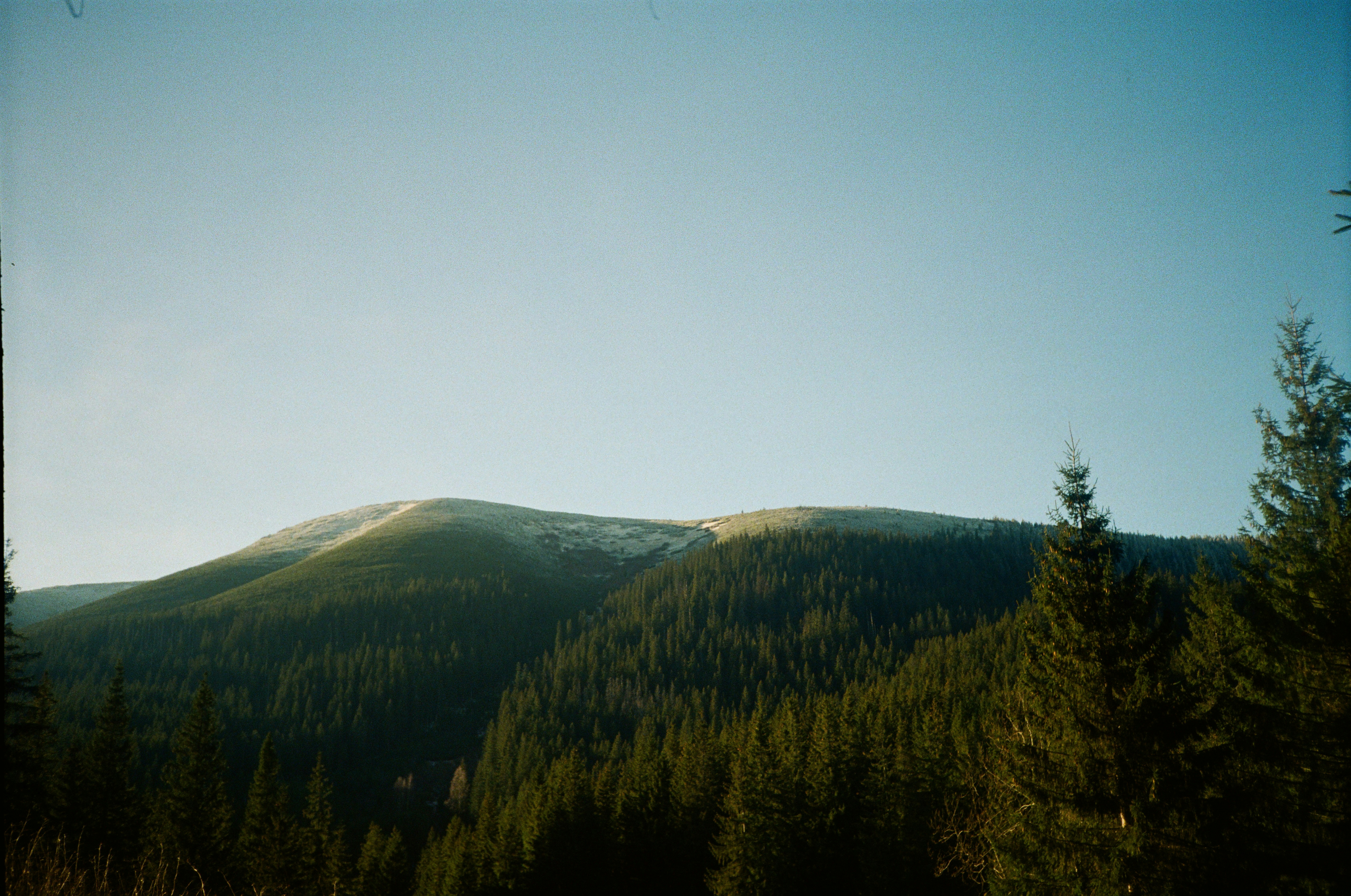 Sunlit mountain ridge bordered by dense pine forest under a clear blue sky.