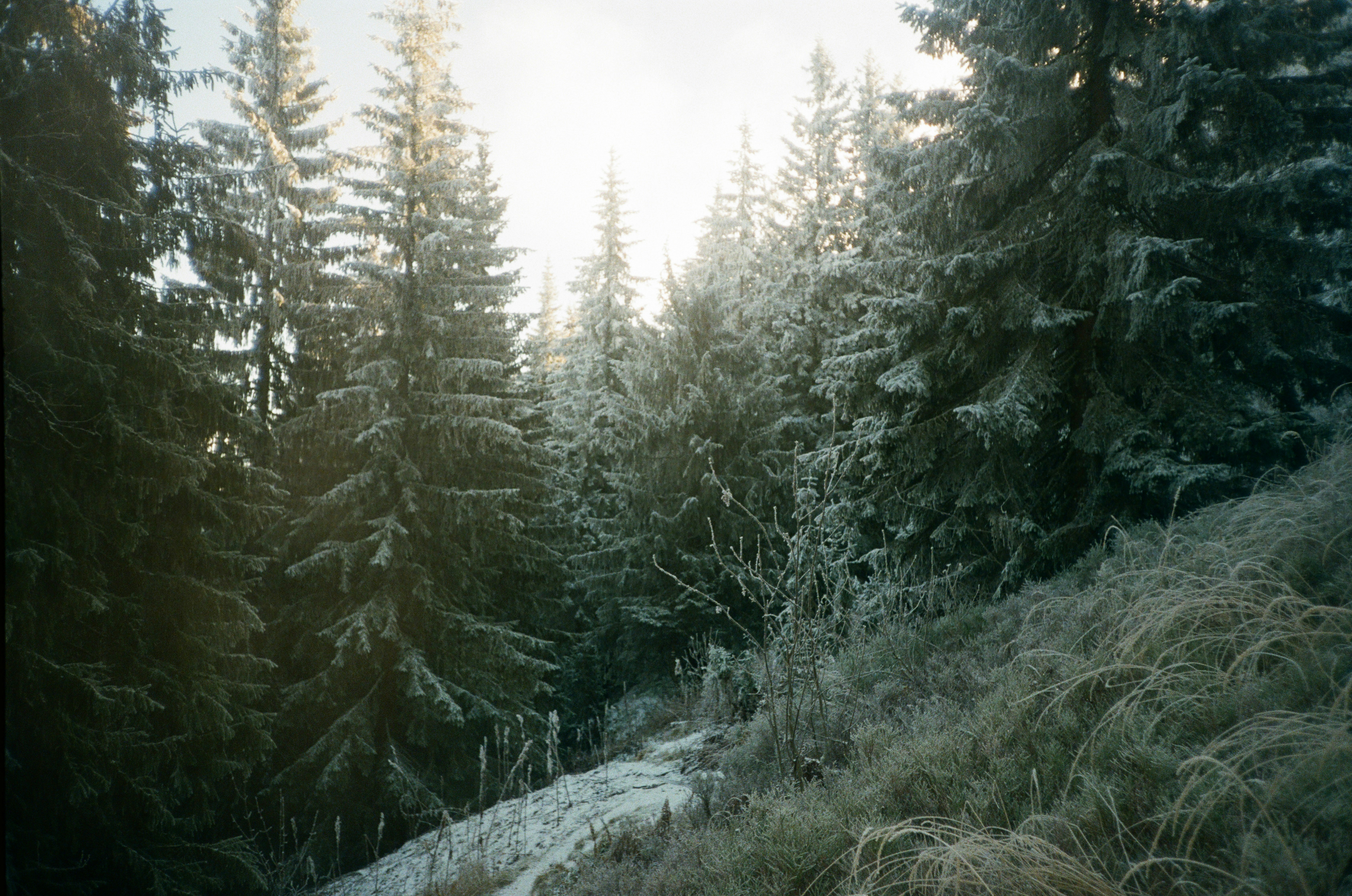 Frost-covered pine trees under a soft morning light.