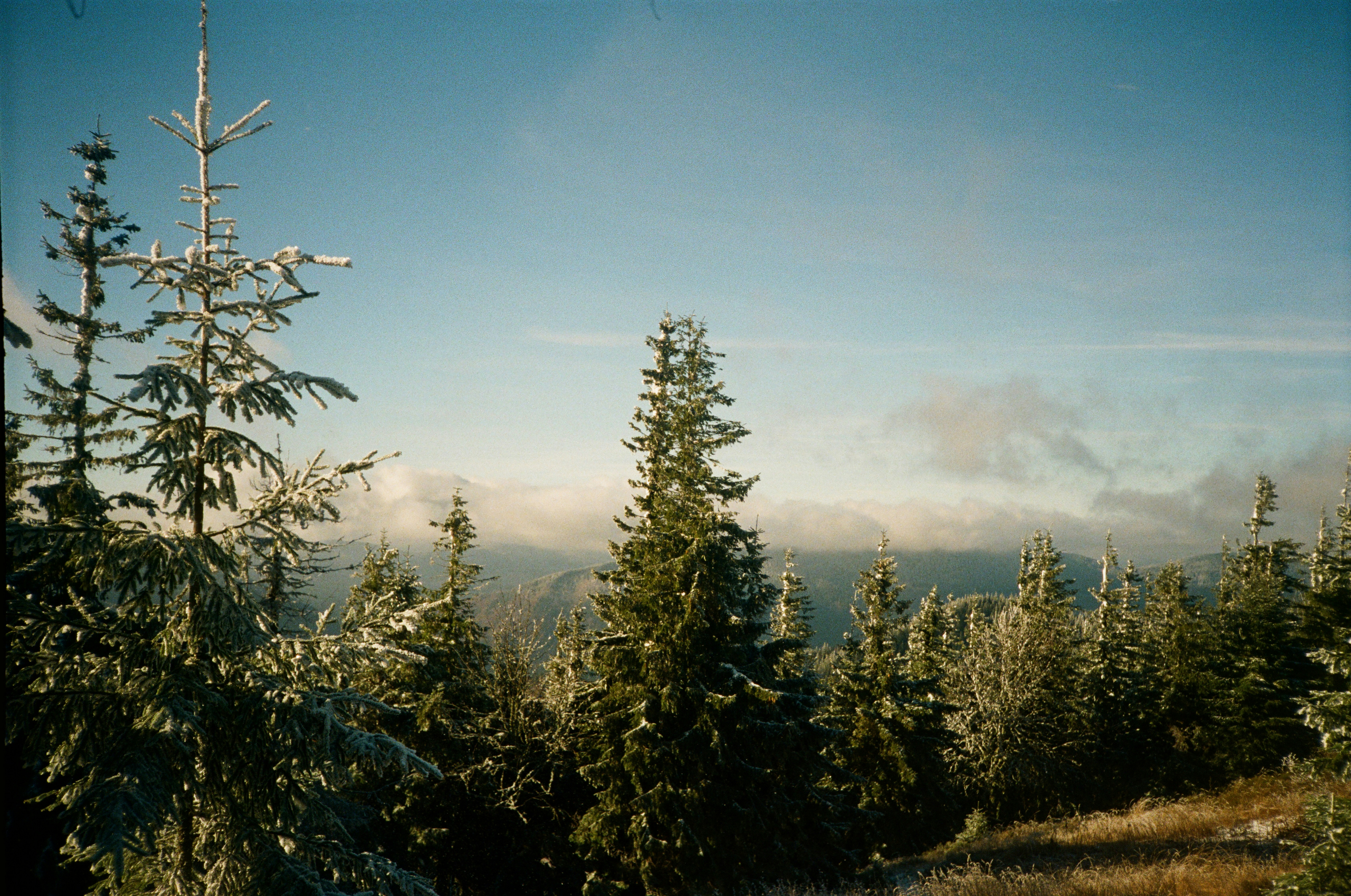 Frost-covered pine trees stand against a bright blue sky in a serene mountain landscape.