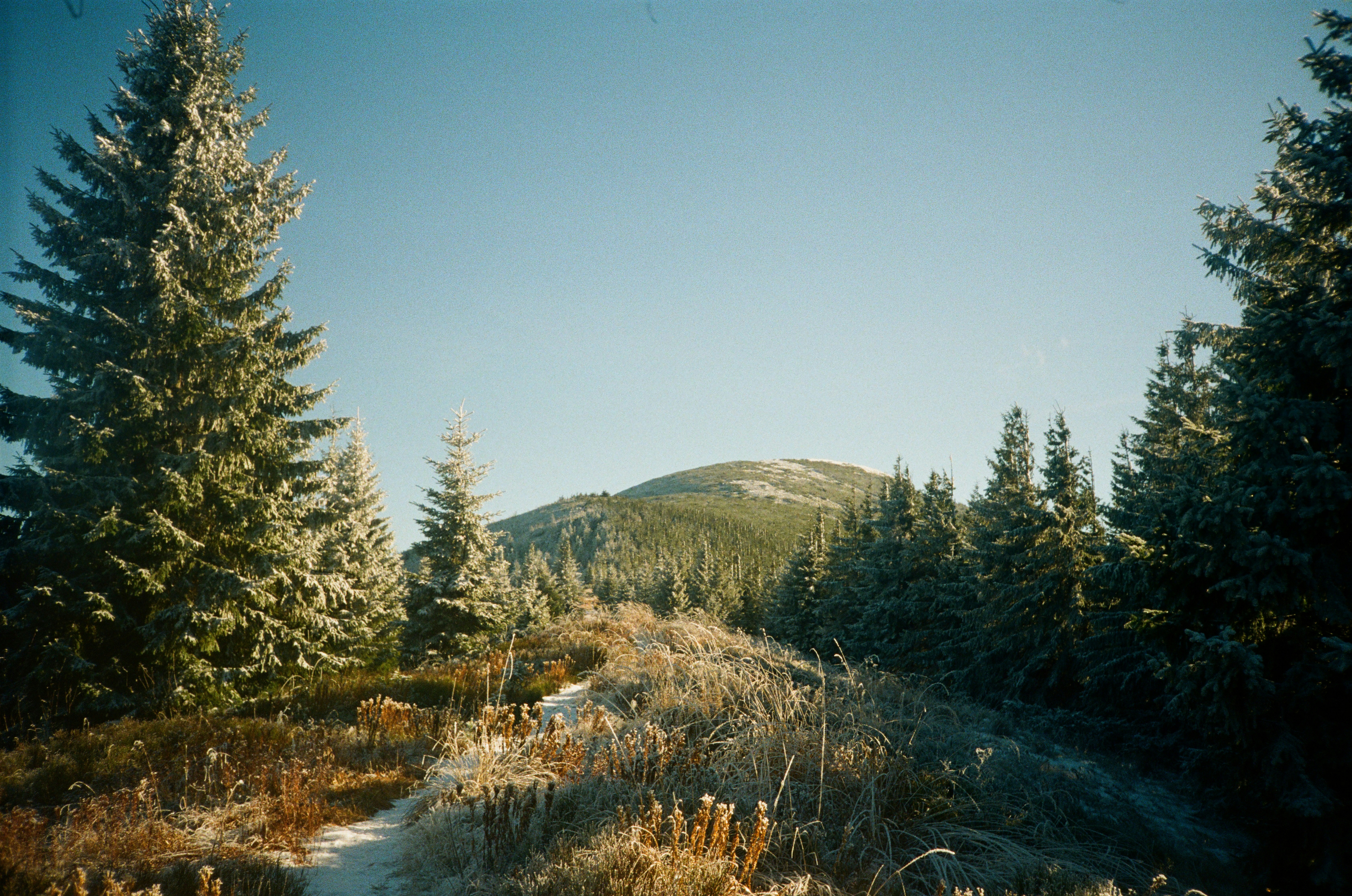Frost-covered trees line a sunlit trail leading to a distant hill under a clear blue sky.