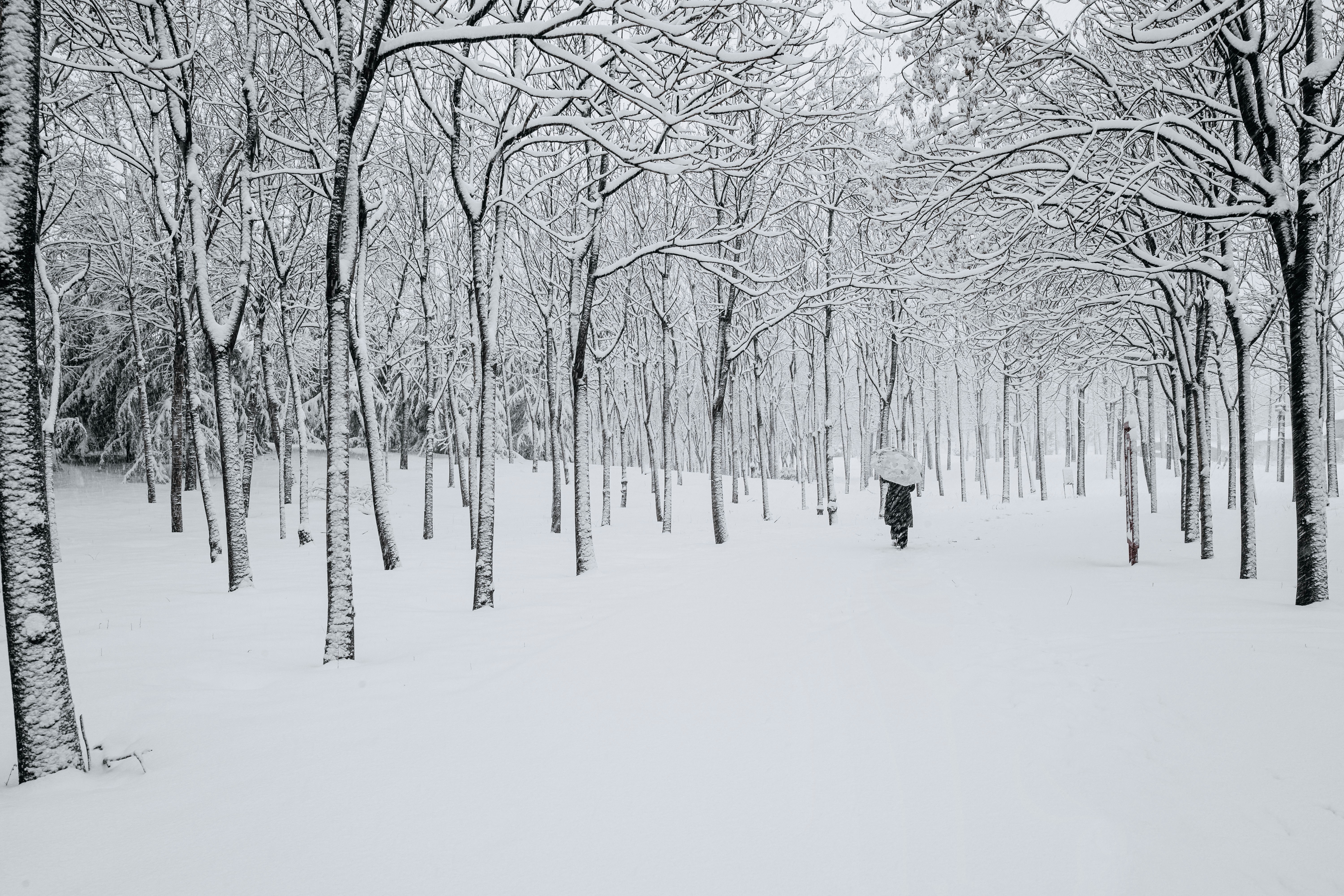 Person walking through a snow-covered forest with bare trees.
