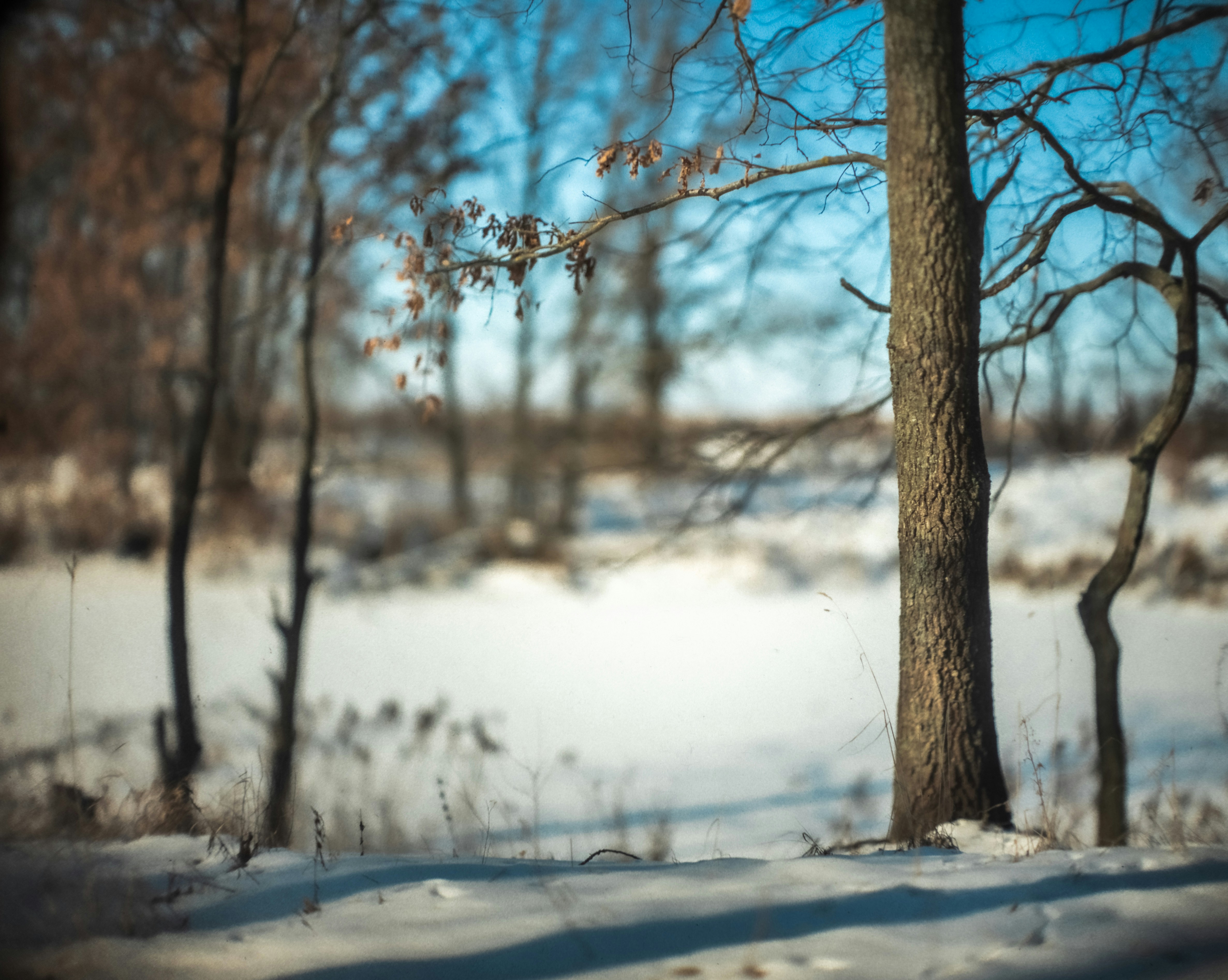 Leafless trees casting shadows on a snow-covered landscape under a clear blue sky.