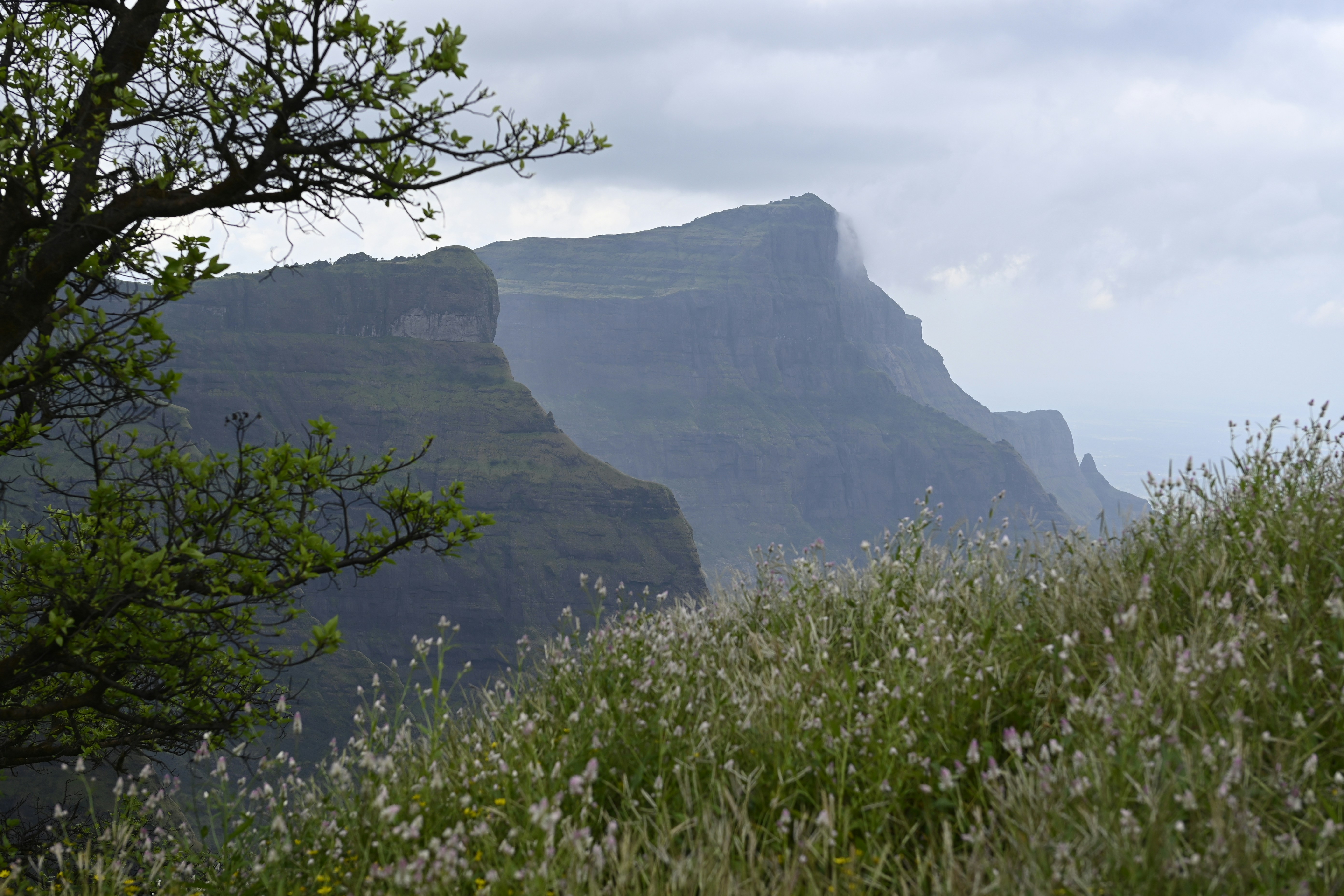 Misty cliffs rise in the distance framed by lush greenery and wildflowers.
