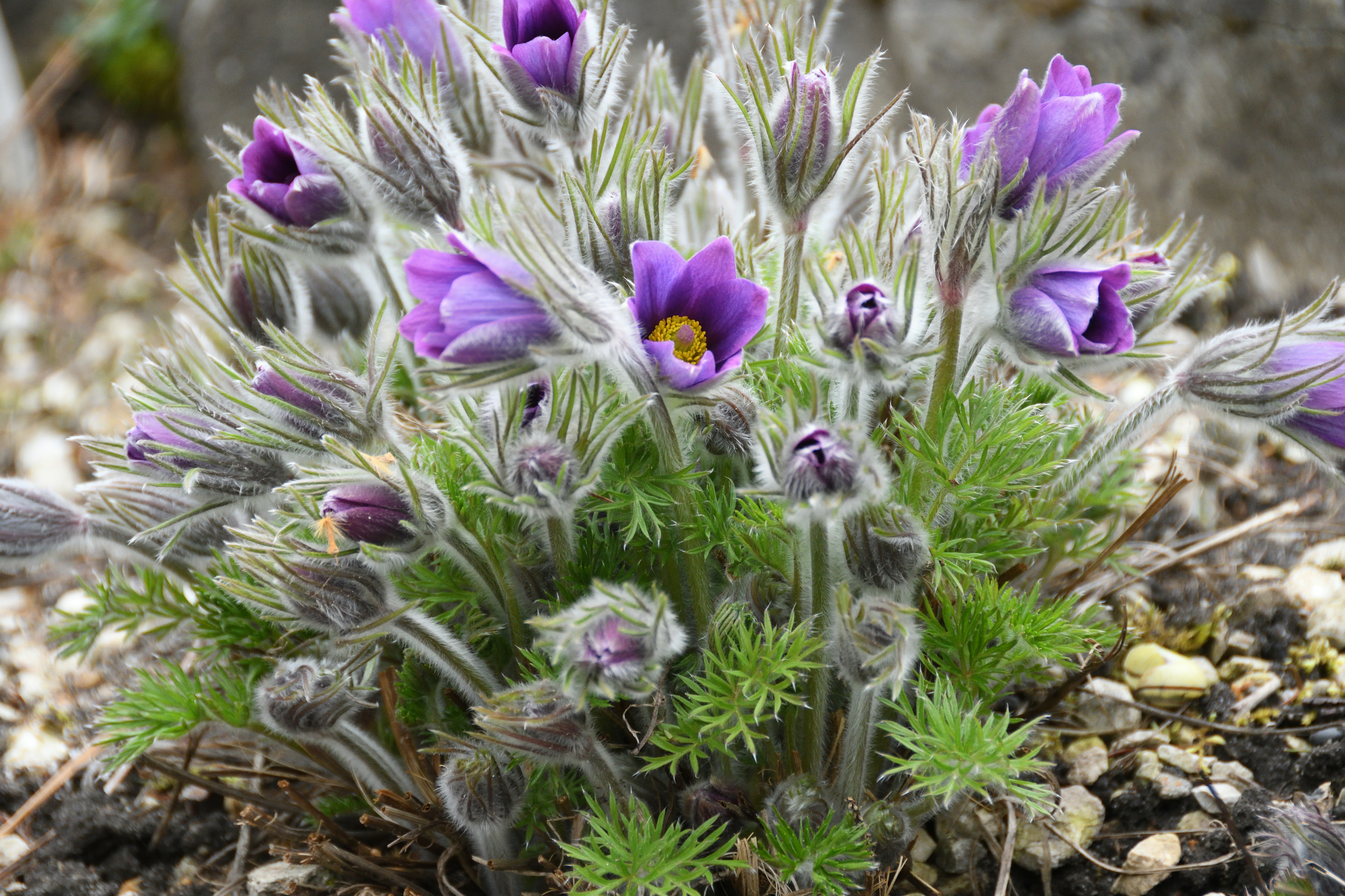 Velvety Purple Blooms in Spring's Embrace