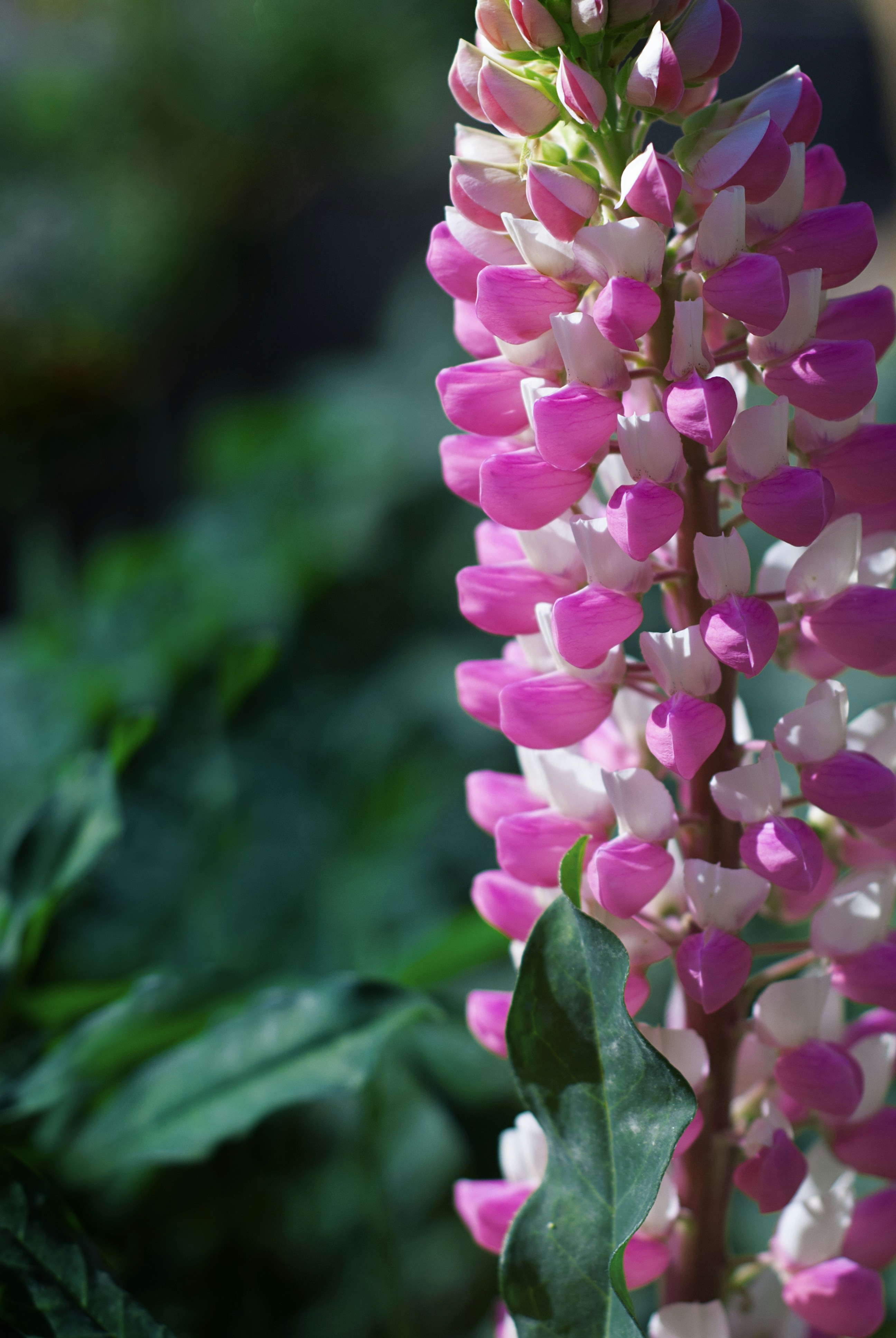 Pink Lupine Ascending: A Vertical Burst of Color