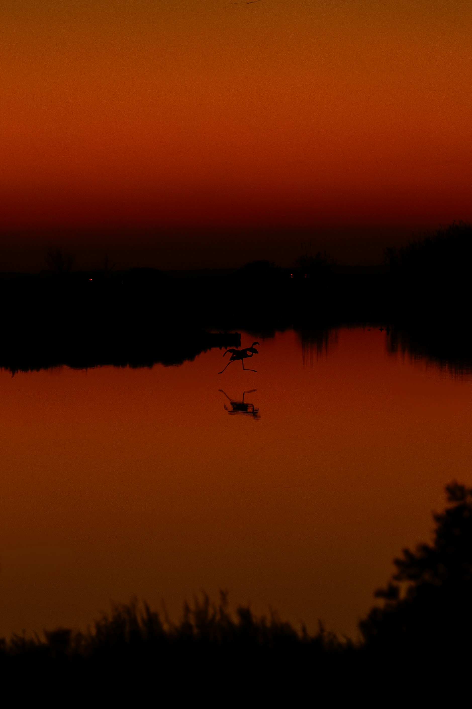 Dusk Flamingo over Velvet Red Reflections